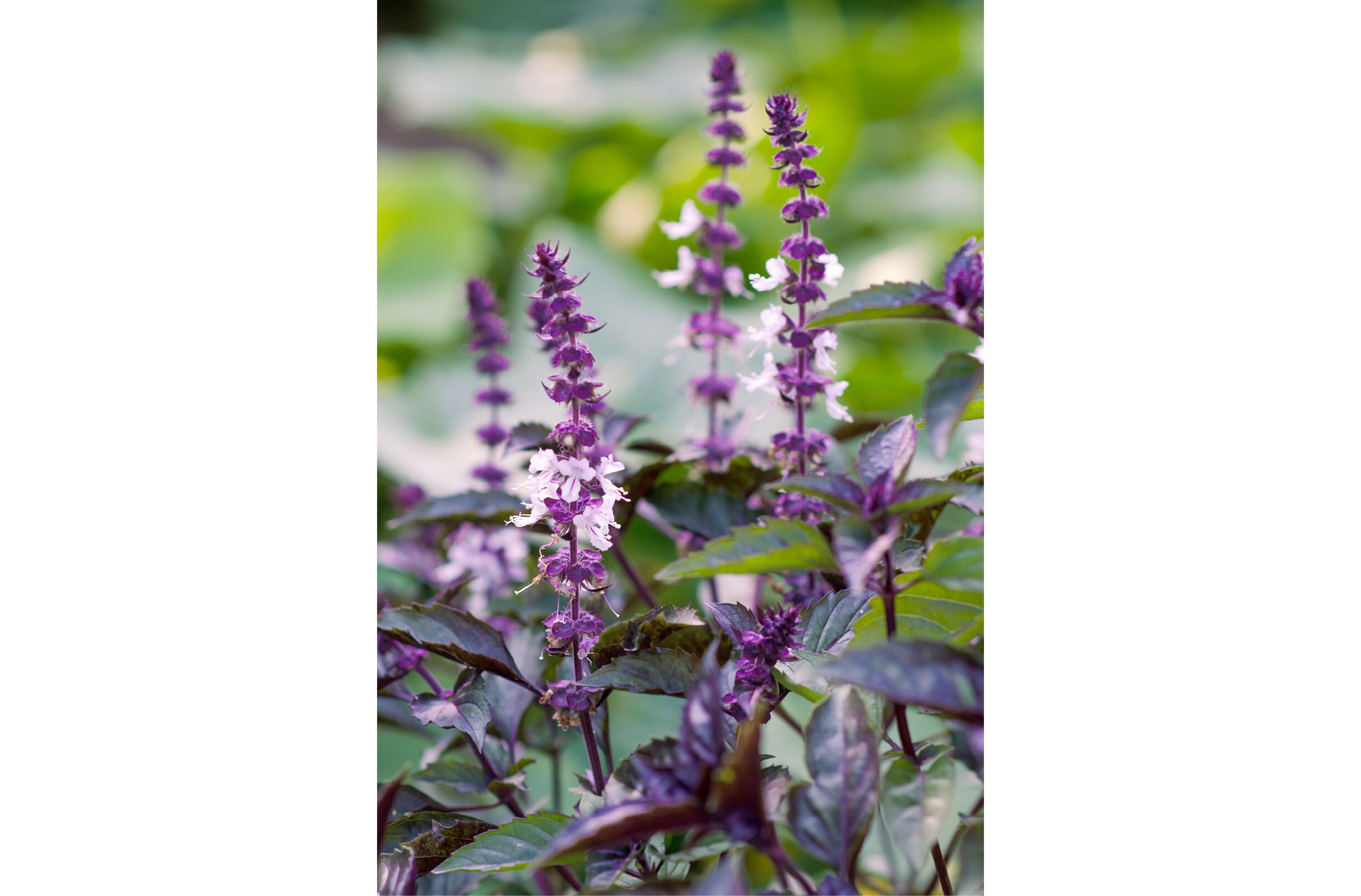 Van buitendouche tot siergember | Libelle