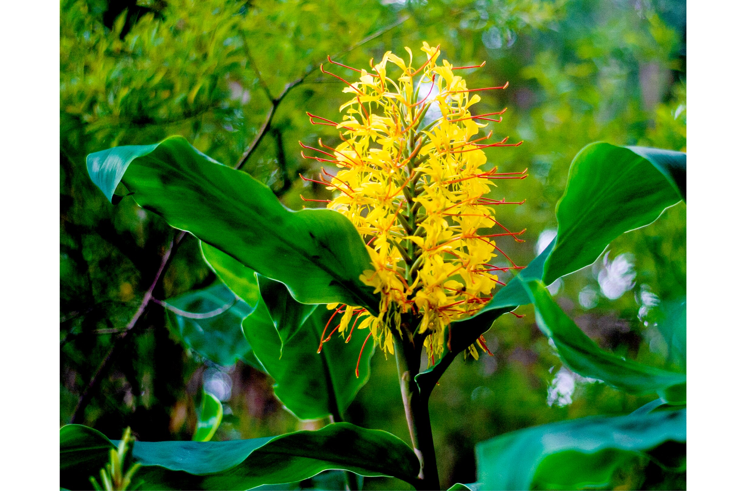 Van buitendouche tot siergember | Libelle