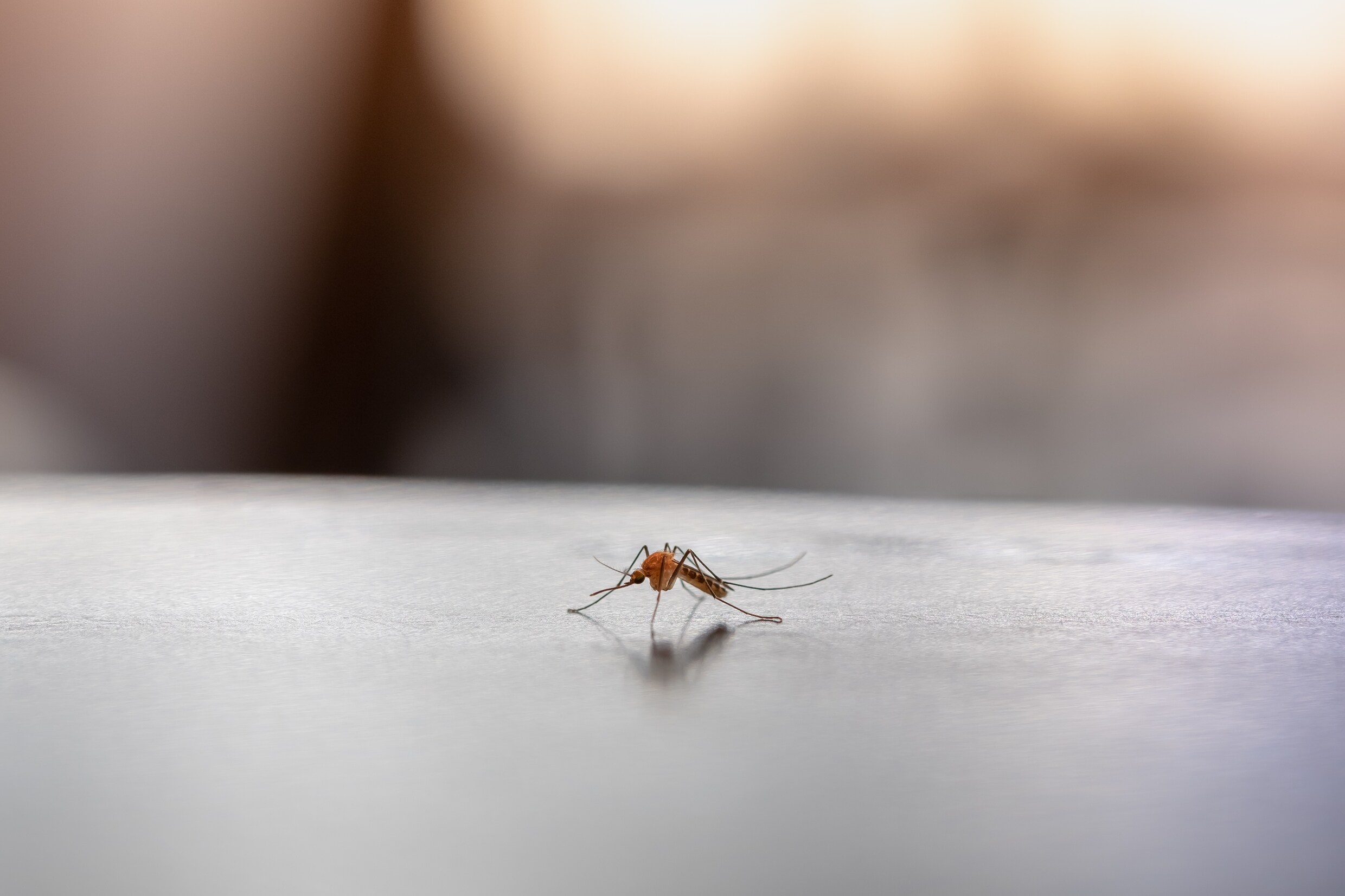 Onderzoek: nooit meer een muggenbult dankzij speciale kleding | Libelle