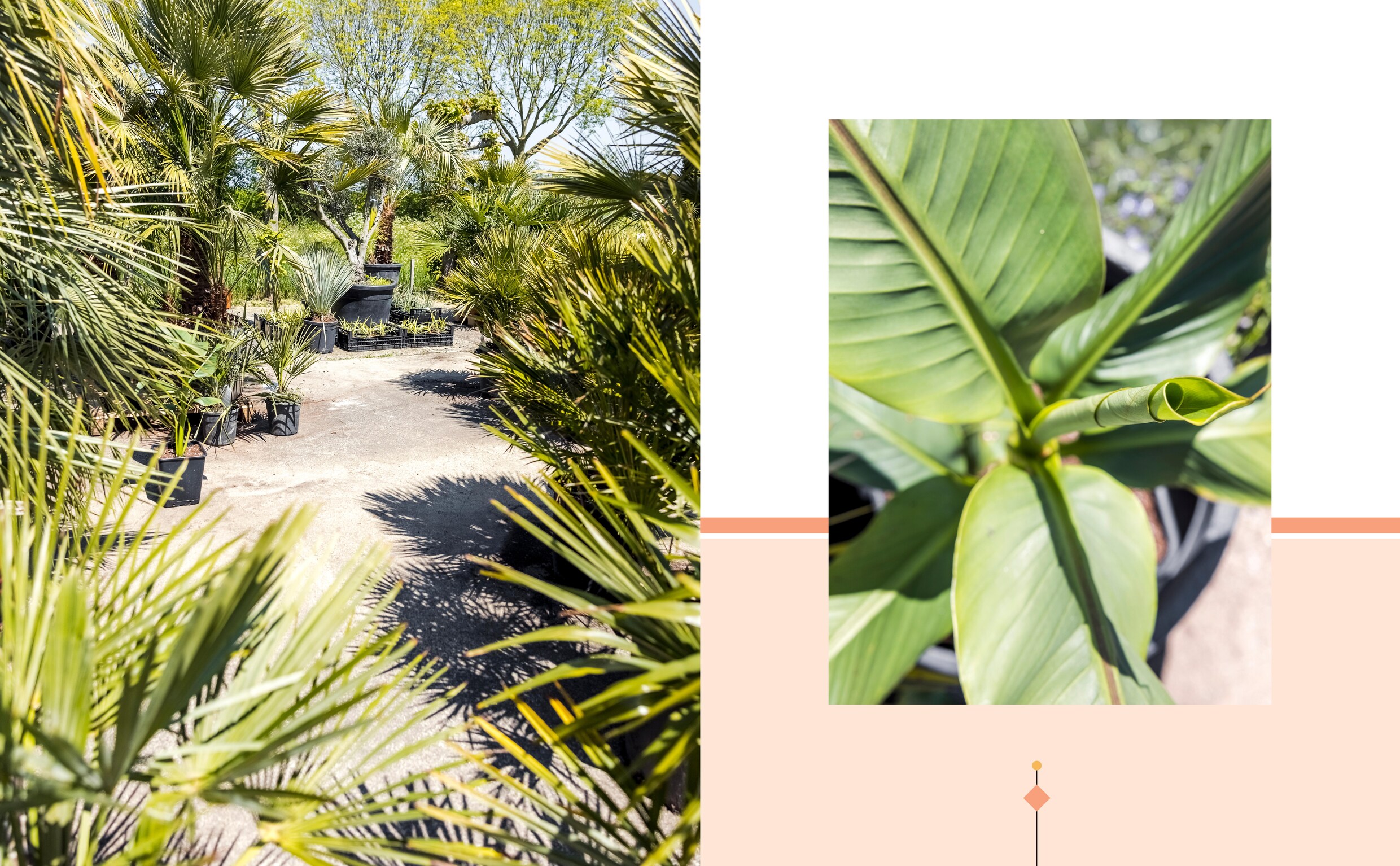 tropen polder | Libelle