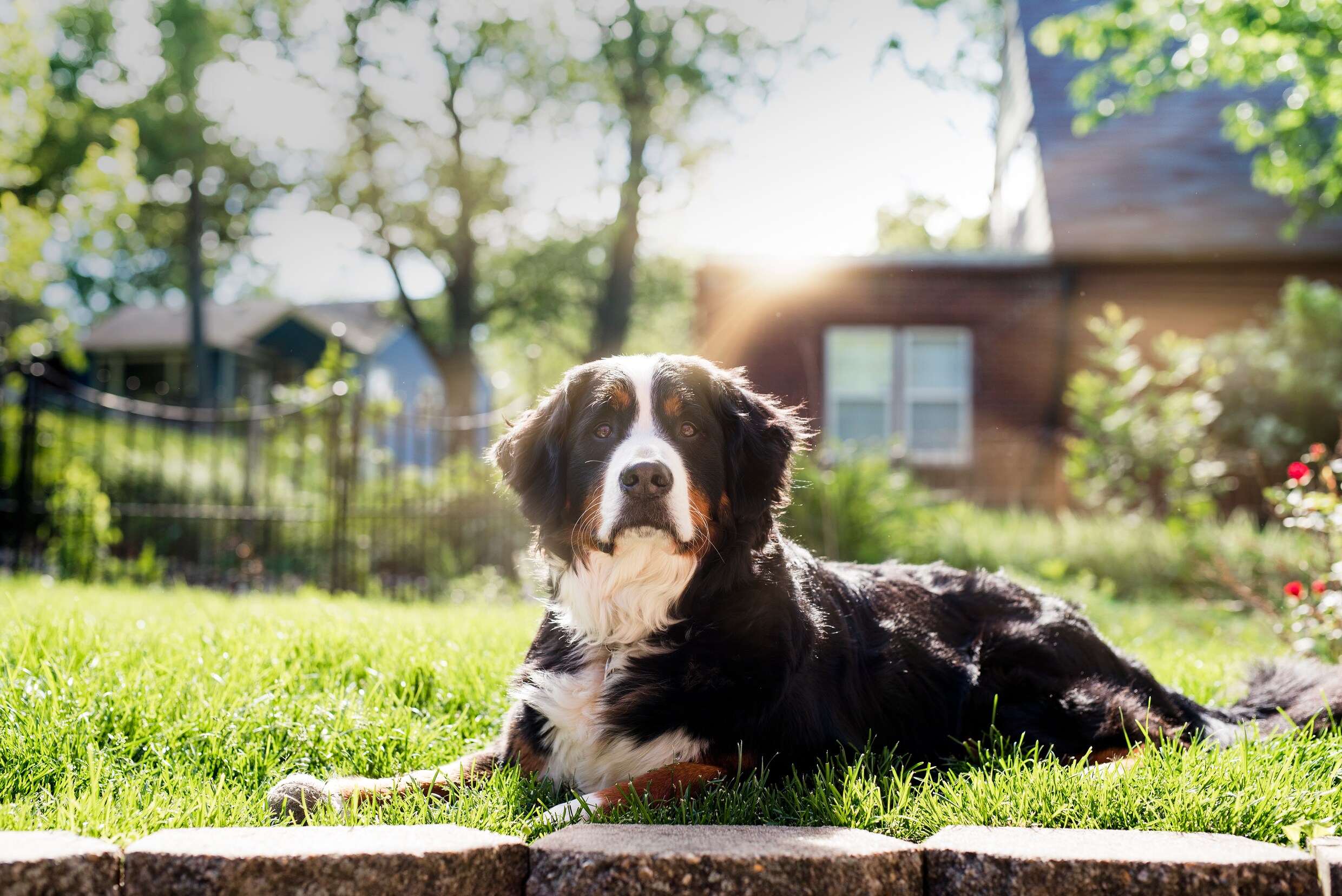 Déze hond past het best bij jouw sterrenbeeld | Libelle