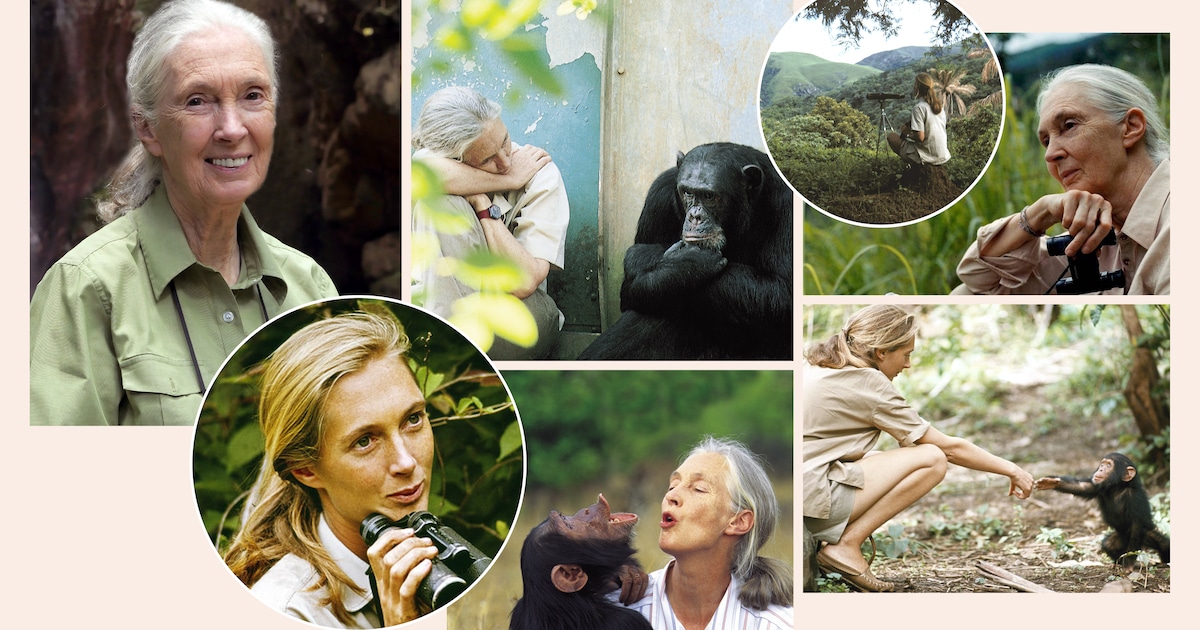 Jane Goodall 1934-2025: “Er is hoop voor onze planeet” | Libelle