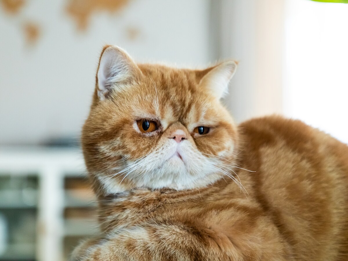 Schattige Kattenrassen Mooie Ras Katten
