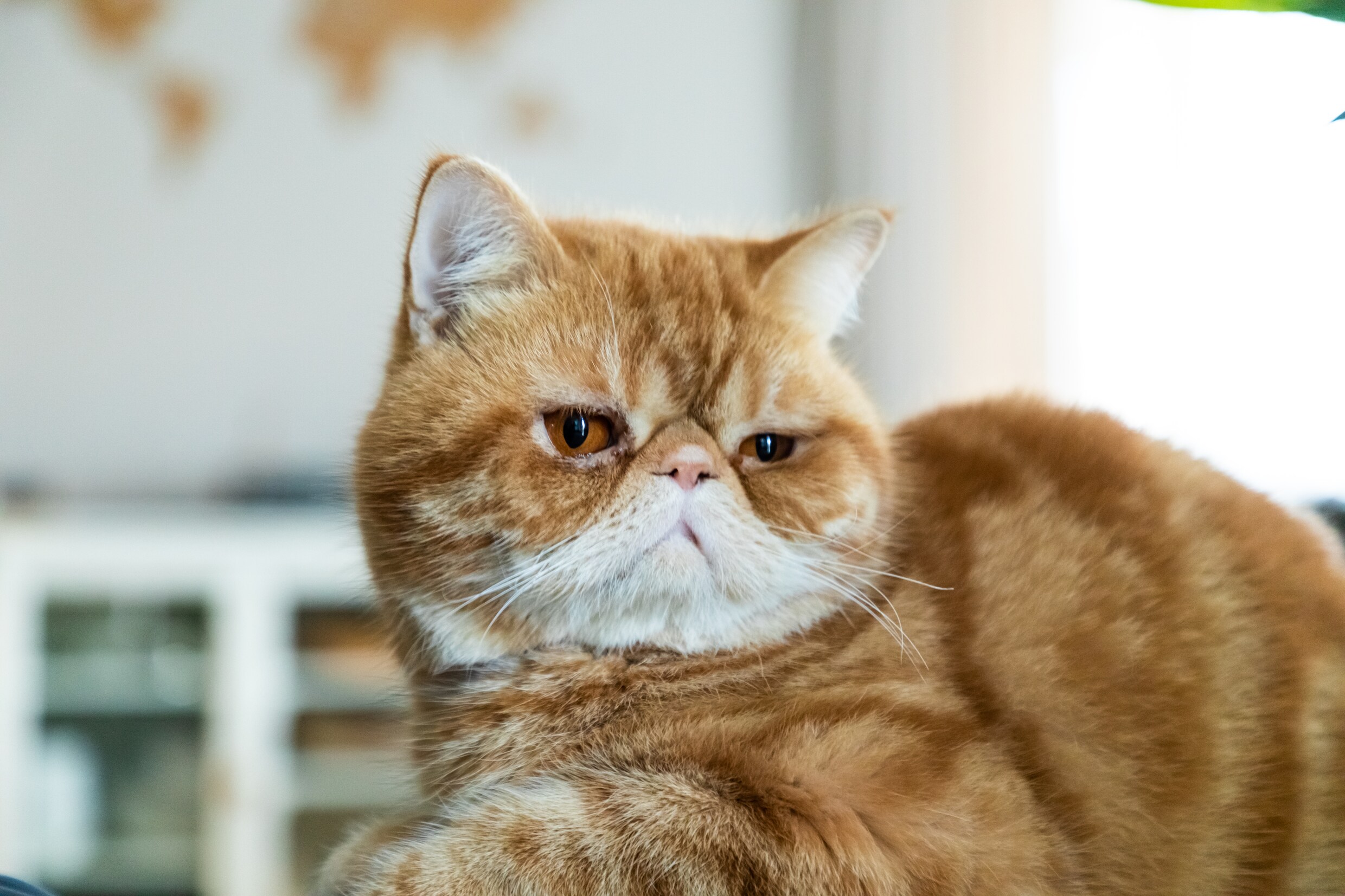 Déze 10 kattenrassen verharen (bijna) niet | Libelle