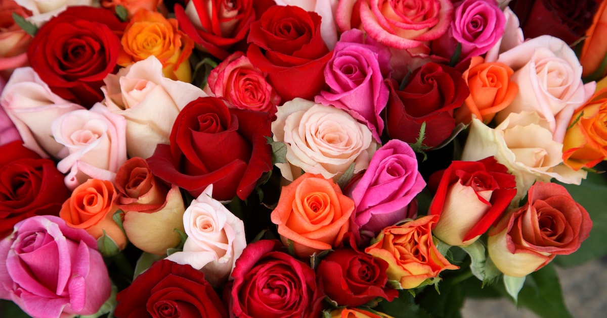 Rood, roze of oranje: wat betekent de kleur van een roos? - Libelle.nl