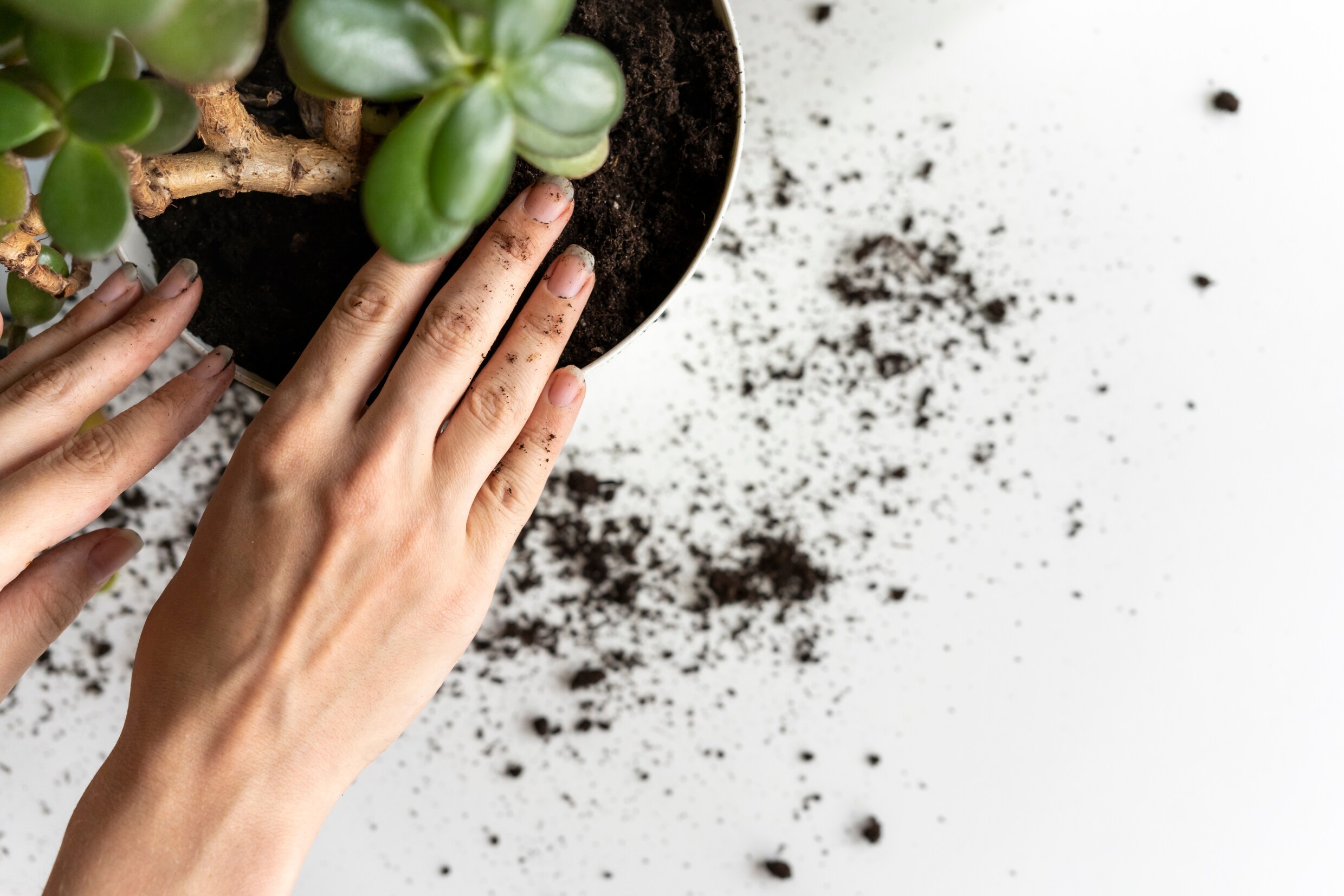 Dit zijn de verschillen tussen tuinaarde en potgrond | Libelle