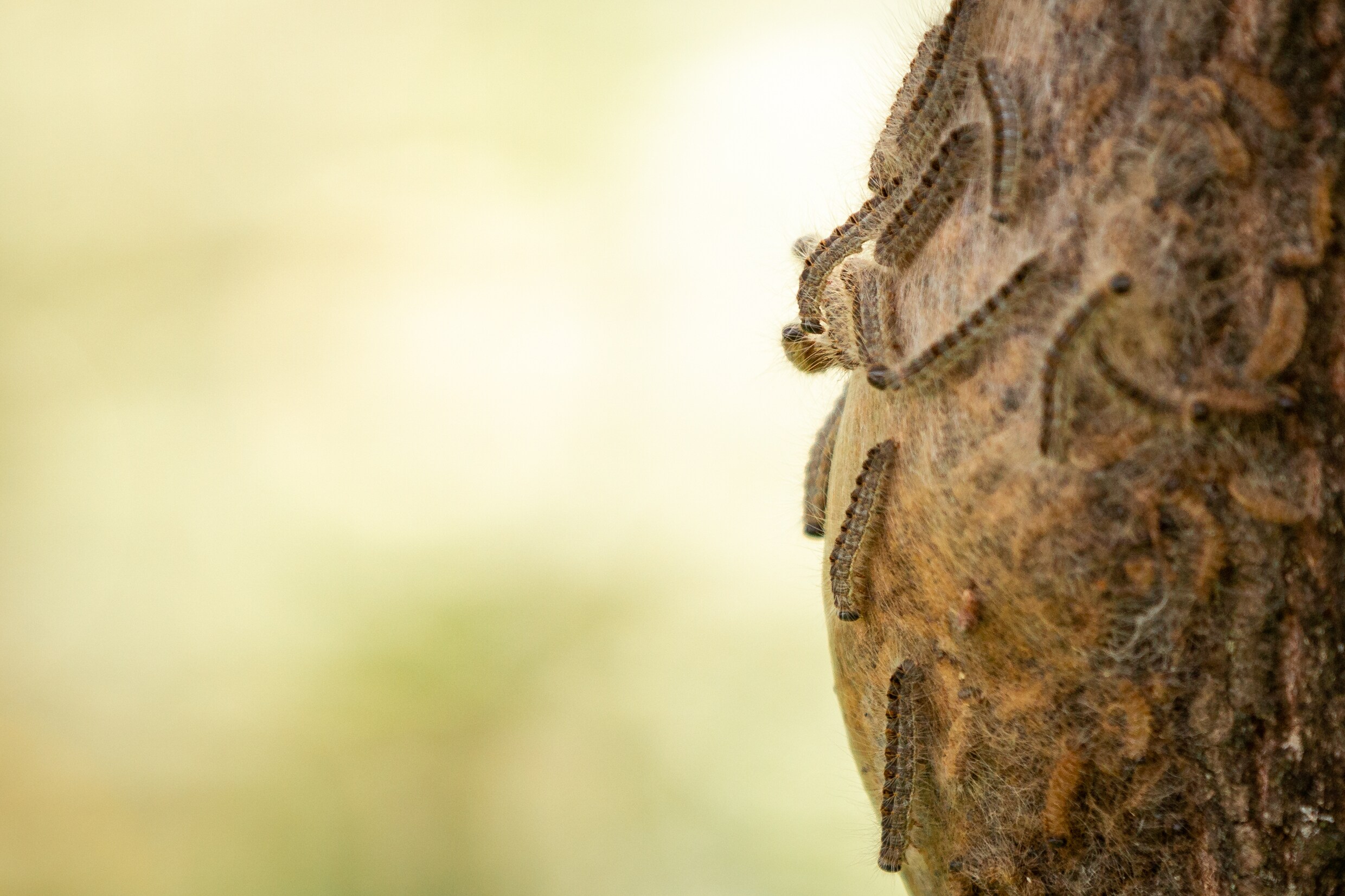 Op déze dagen wordt er meer overlast van de eikenprocessierups verwacht | Libelle