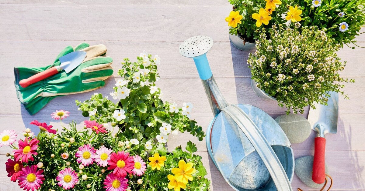 Wil je weten: zó overleven jouw planten de hitte | Libelle