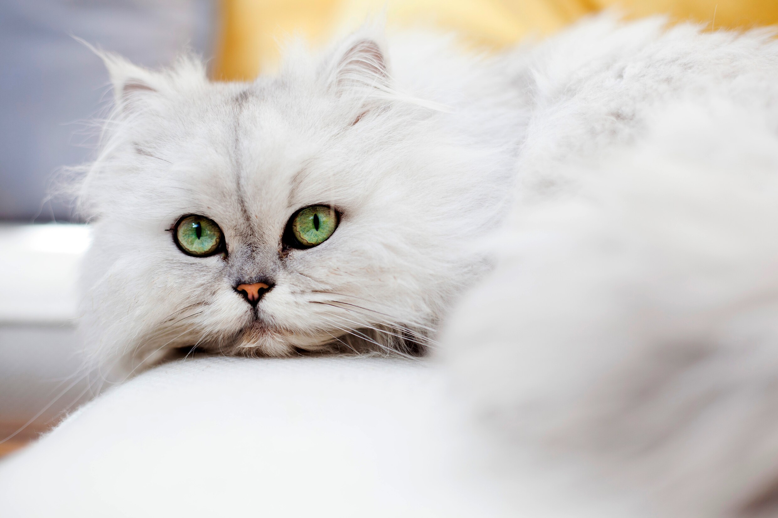 De 9 beste kattenrassen voor mensen met stress | Libelle