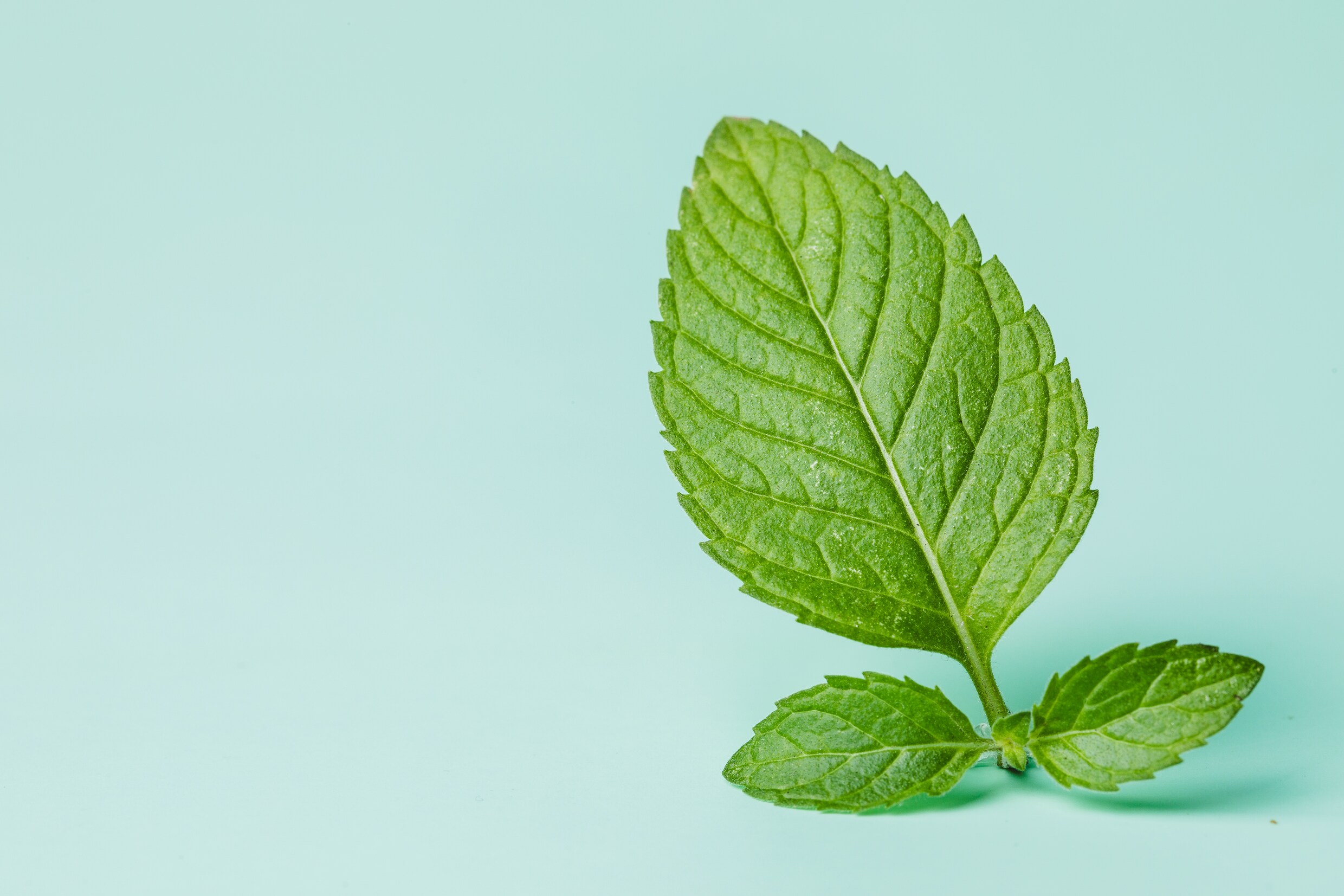 Dit zijn de 6 gezondheidsvoordelen van munt | Libelle