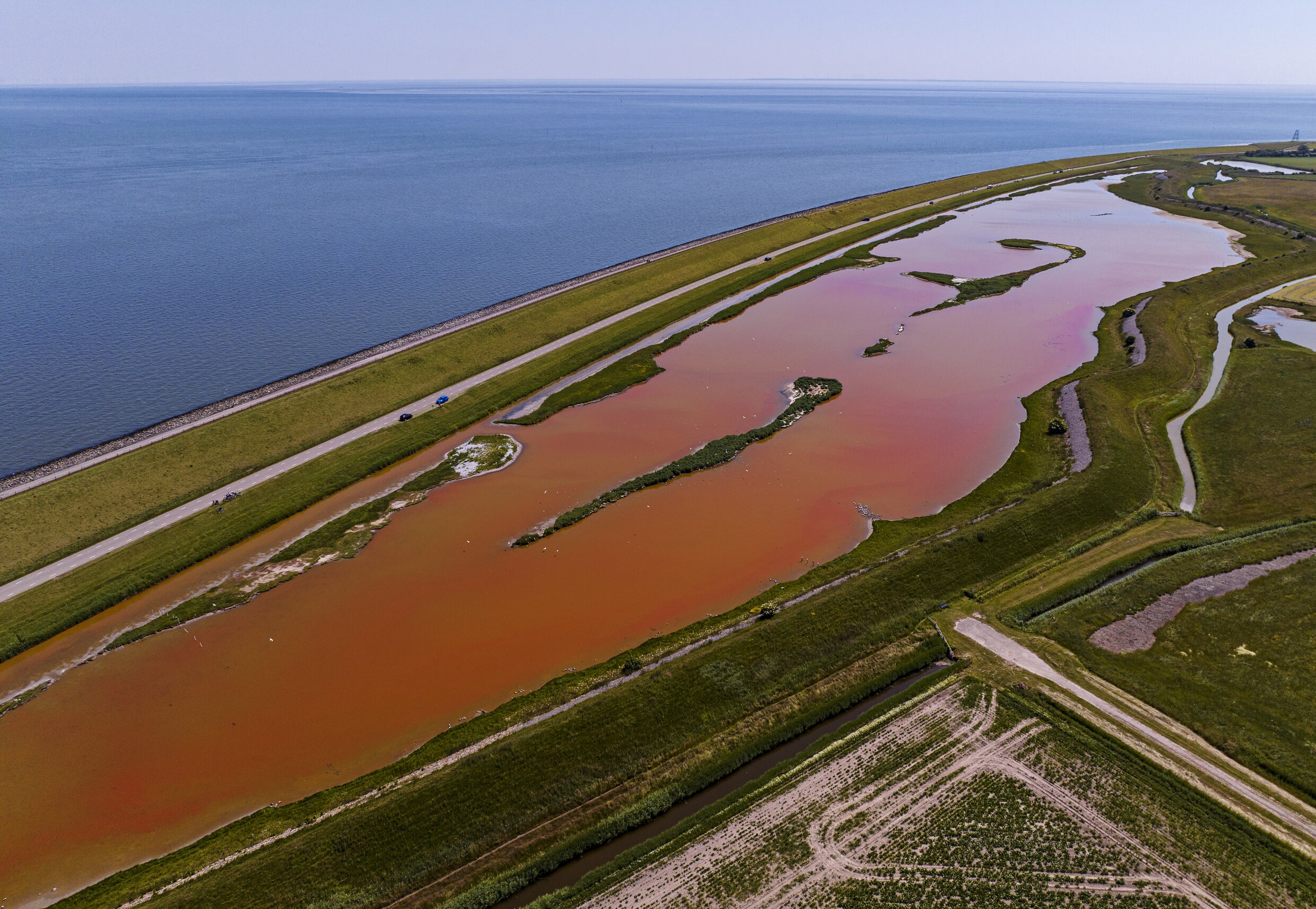 Terug van weggeweest: de roze waterplas op Texel | Libelle