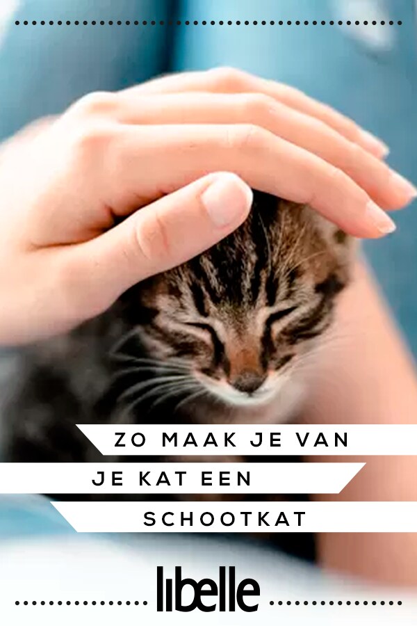 Met deze tips kun je van je kat een schootkat maken | Libelle
