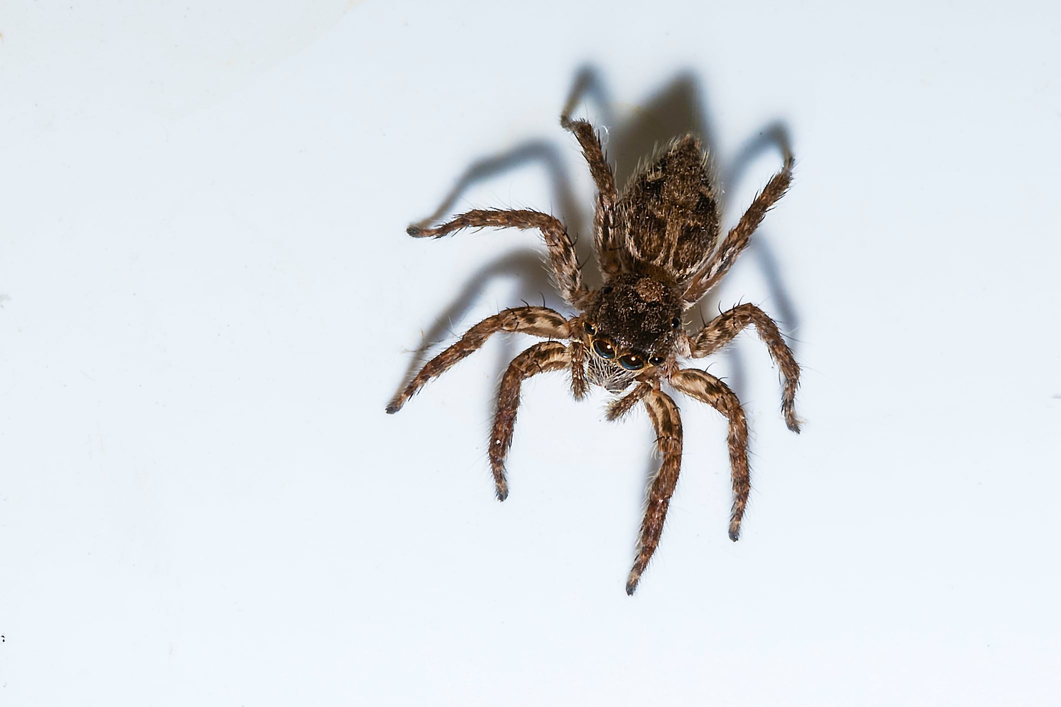Help! Deze grote giftige spin is steeds vaker in Nederland te zien ...
