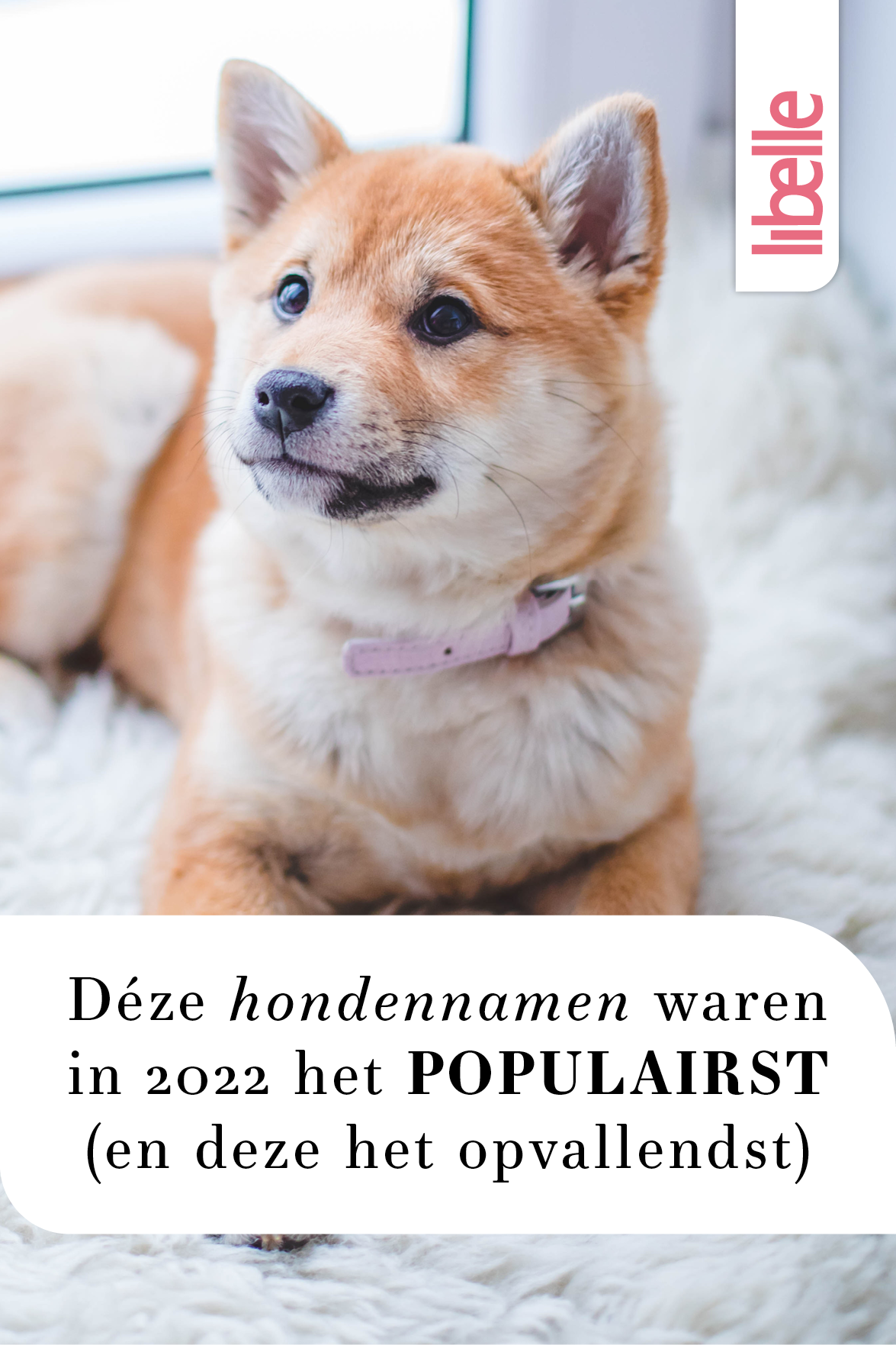Déze hondennamen waren in 2022 het populairst (en deze het opvallendst ...