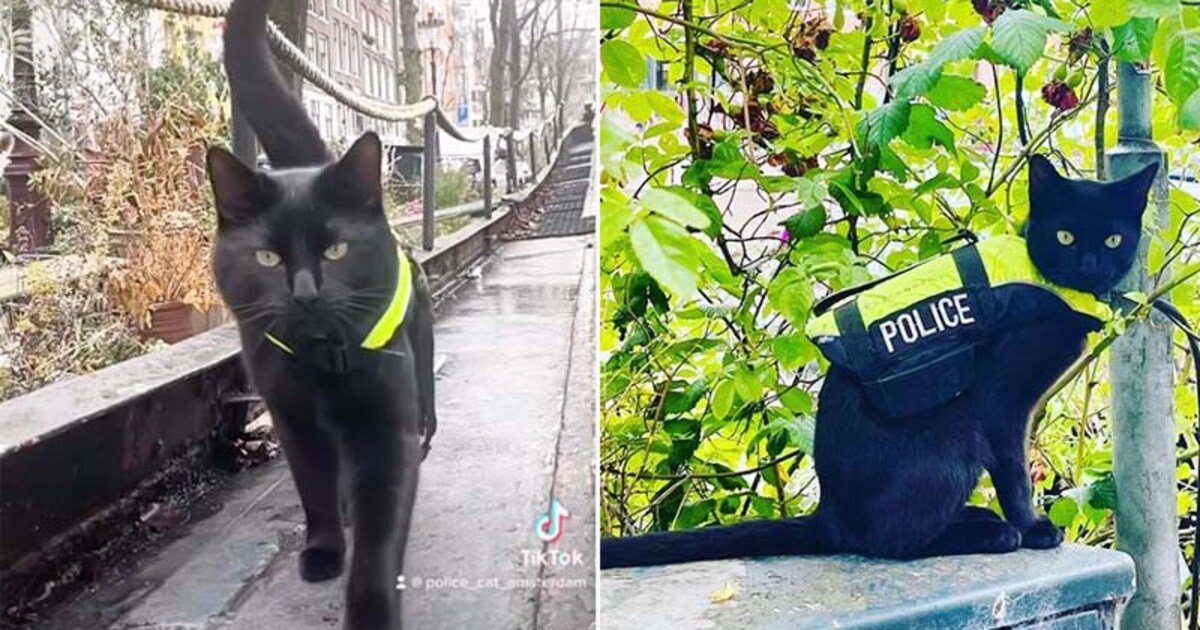 ‘Politiekat’ Nimis is een hit op social media: “Fans willen met hem op ...