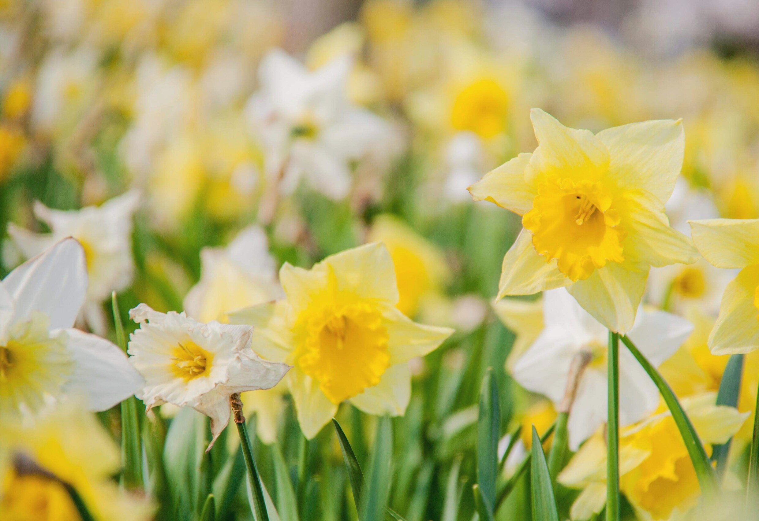 Dit is de weersverwachting voor aankomende lente | Libelle