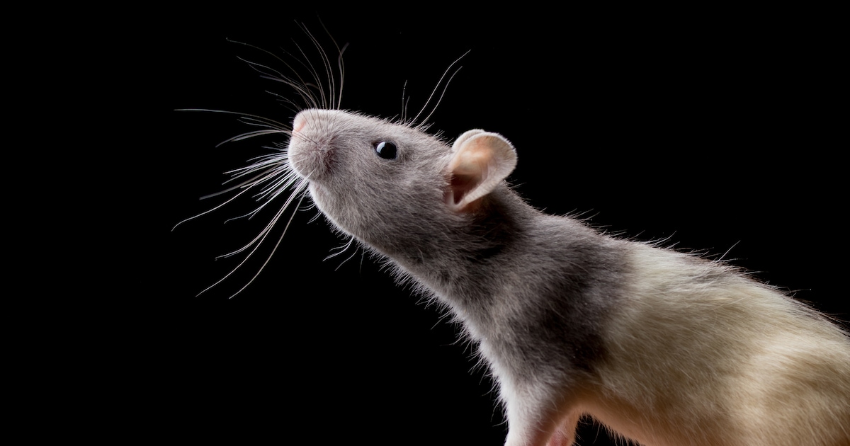 Dít moet je doen als je een rat (of muis) in huis hebt