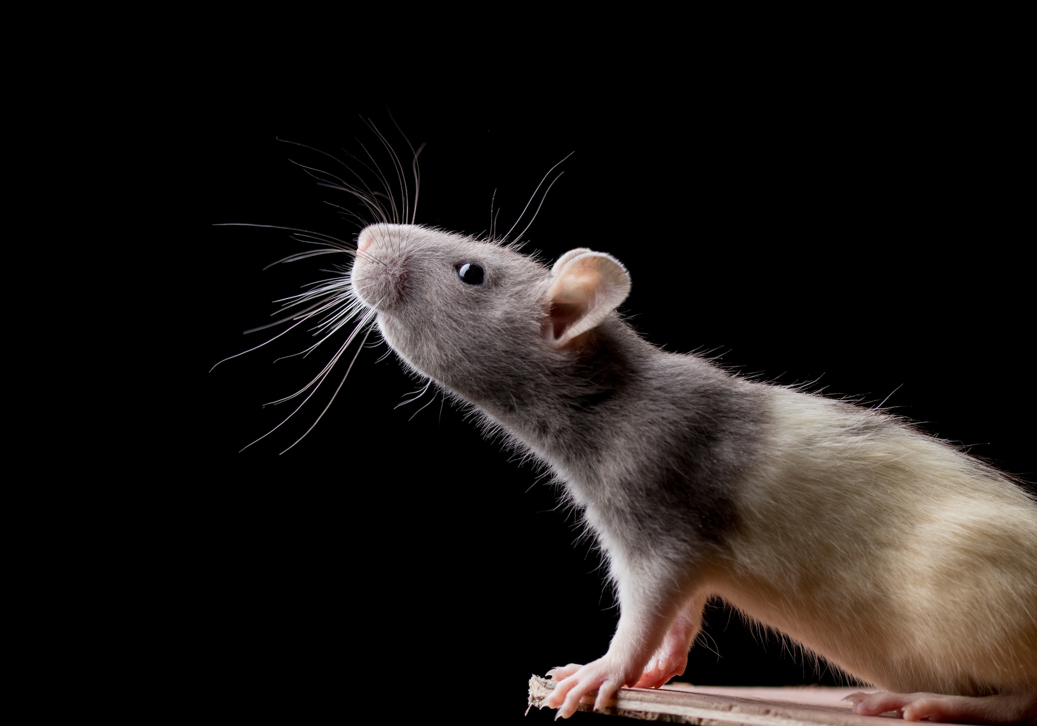 Dít moet je doen als je een rat (of muis) in huis hebt
