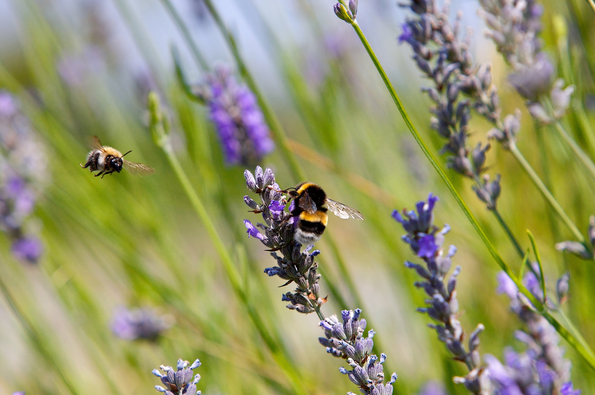 Hommel met uitsterven bedreigd: zo help je het pluizige beestje een handje