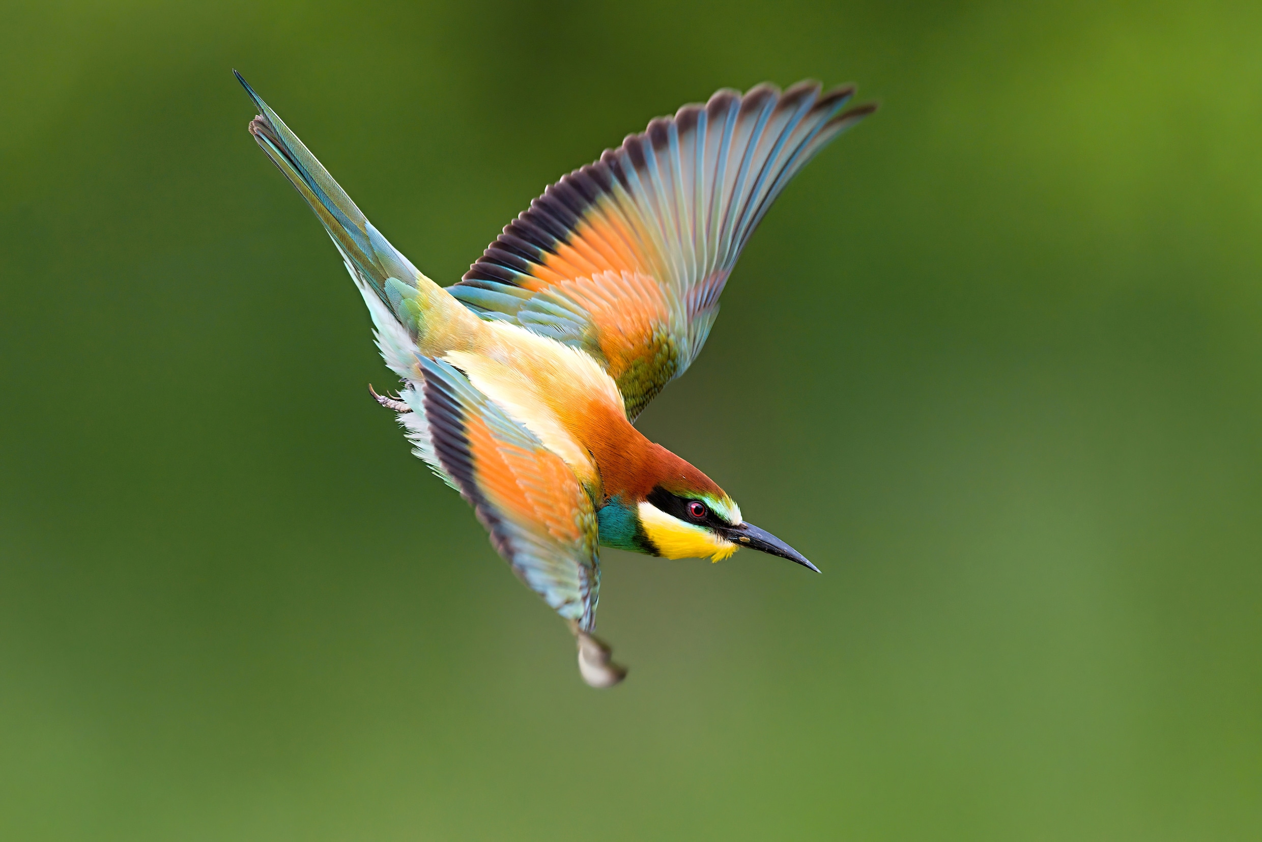 Tropische vogels in het wild spotten kan dit jaar gewoon in Nederland ...