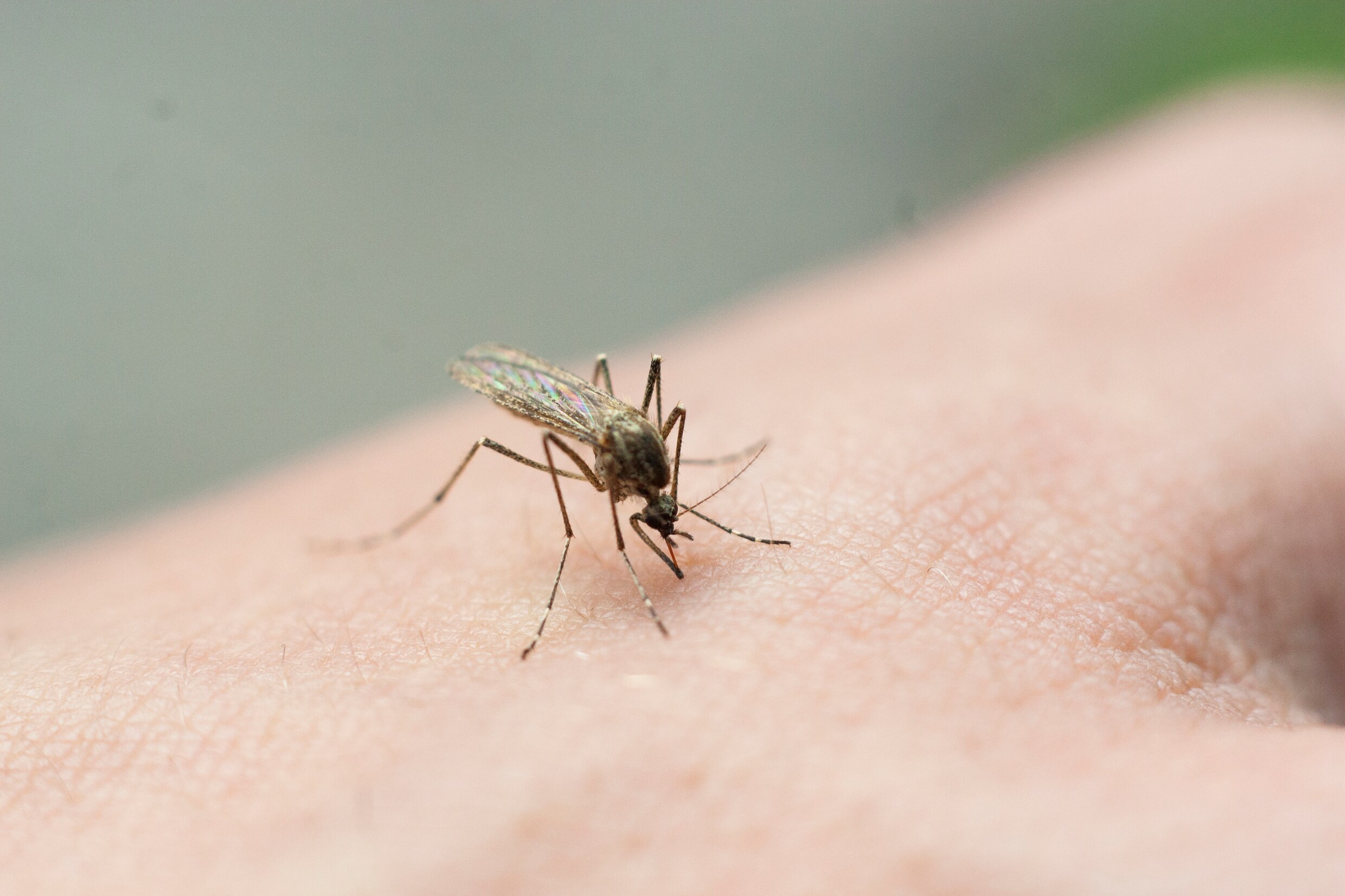 Allergische reactie op een muggenbeet? Dit kun het beste doen | Libelle