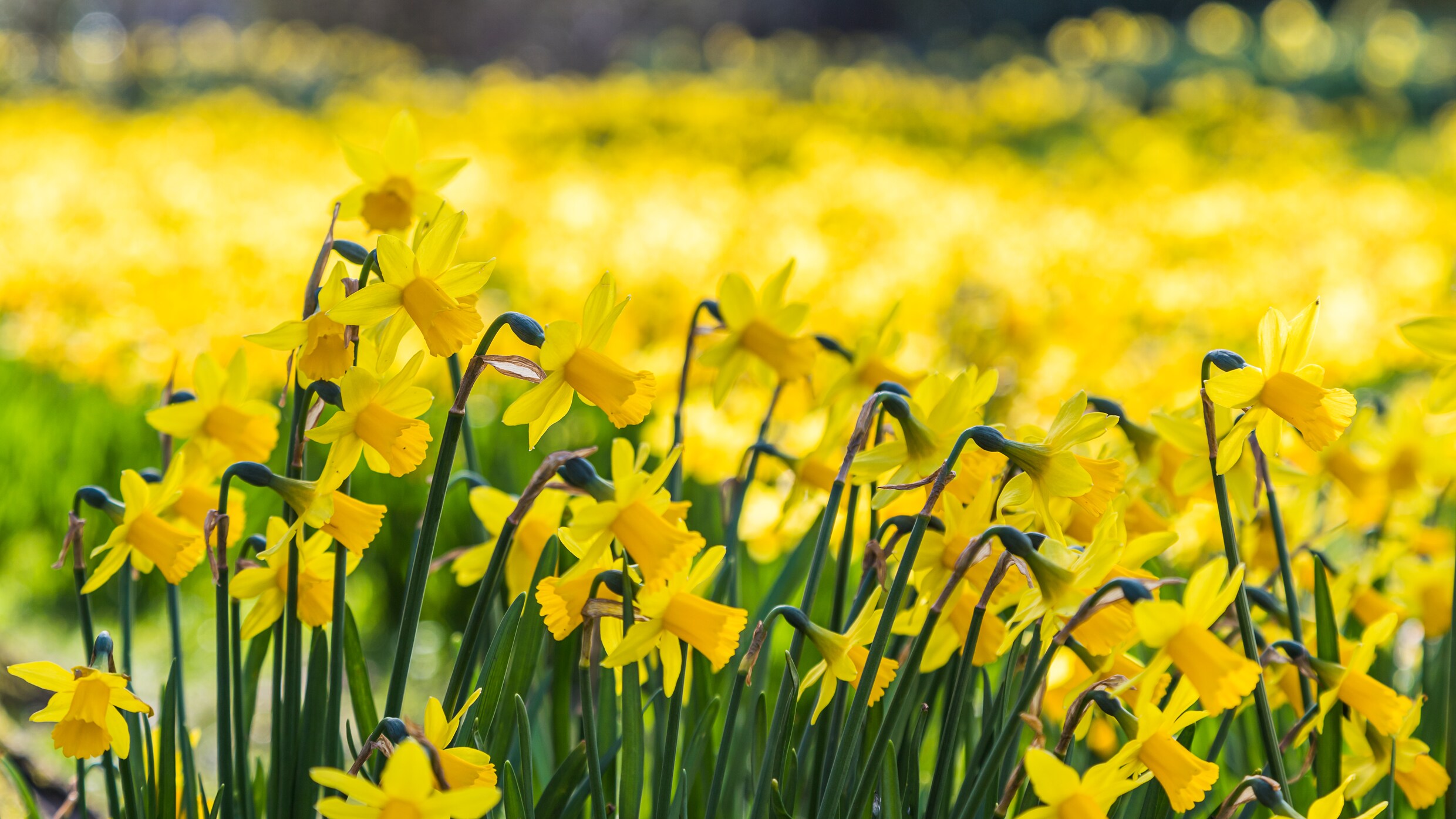 Dit is de bloem van jouw geboortemaand, en wat dat over je zegt | Libelle