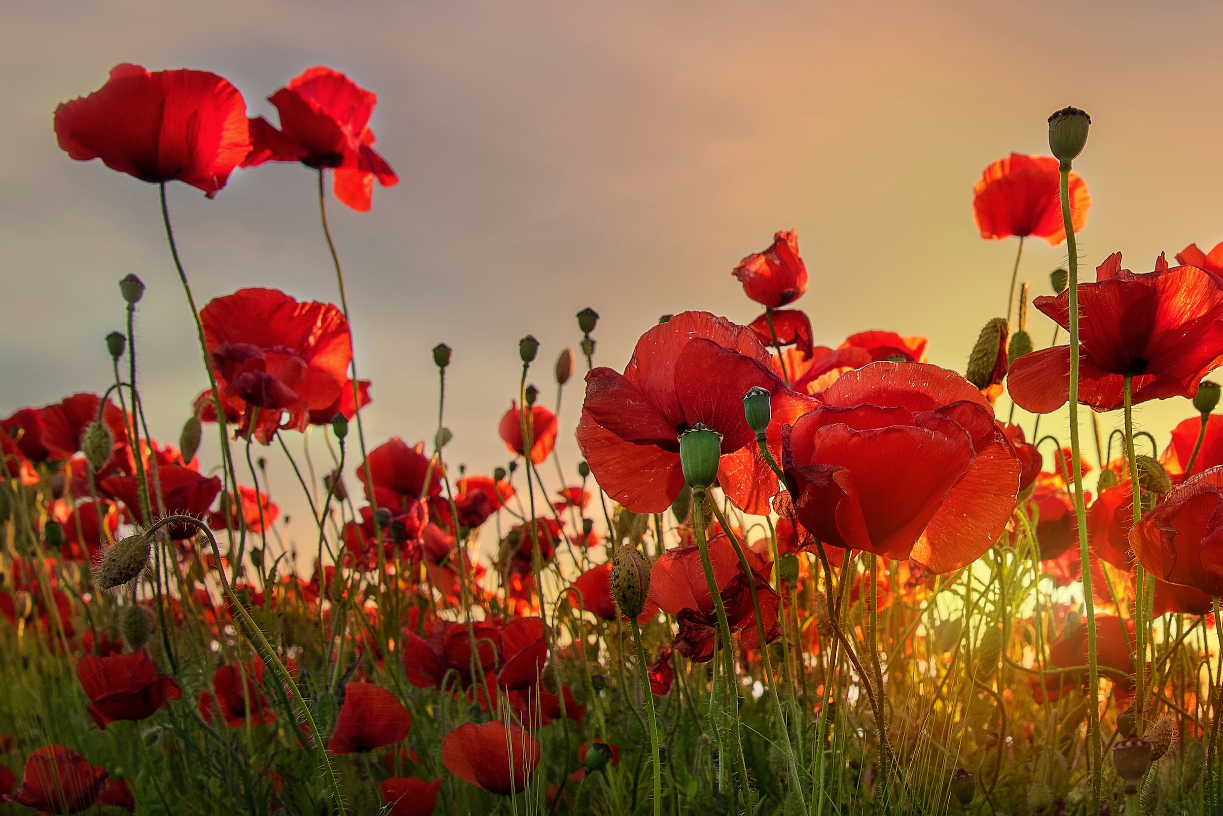 Dit is de bloem van jouw geboortemaand, en wat dat over je zegt | Libelle