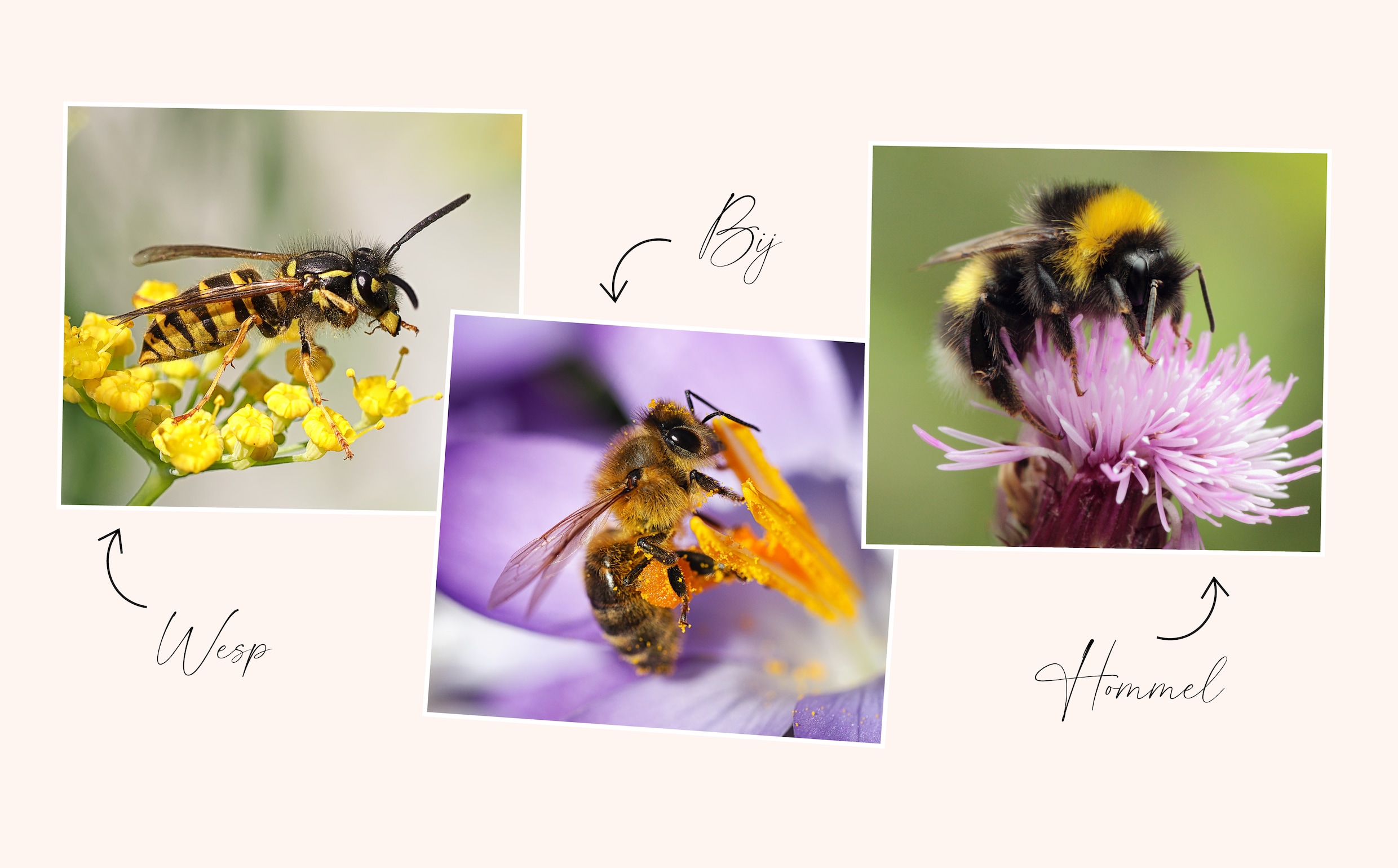 Wat is het verschil tussen wespen, bijen en hommels? | Libelle