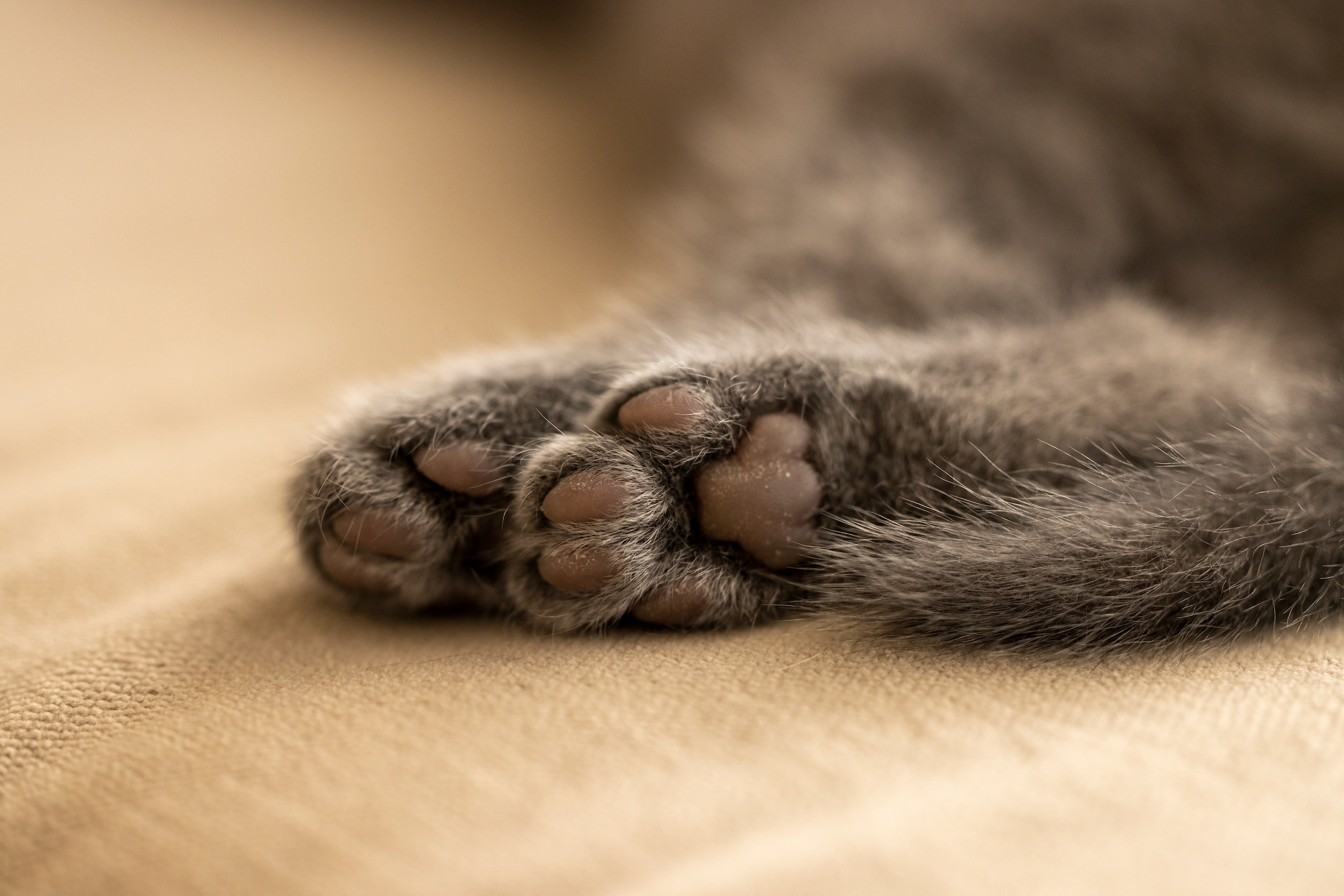 De dag nadat...ik mijn opgezette kat ophaalde | Libelle