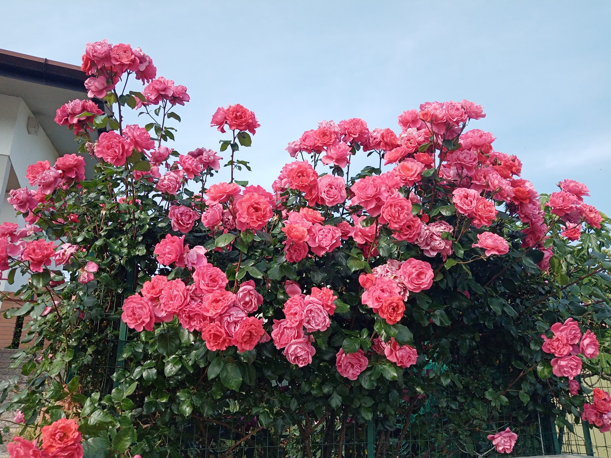 Rozen snoeien: hoe en wanneer kun je dat het beste doen?