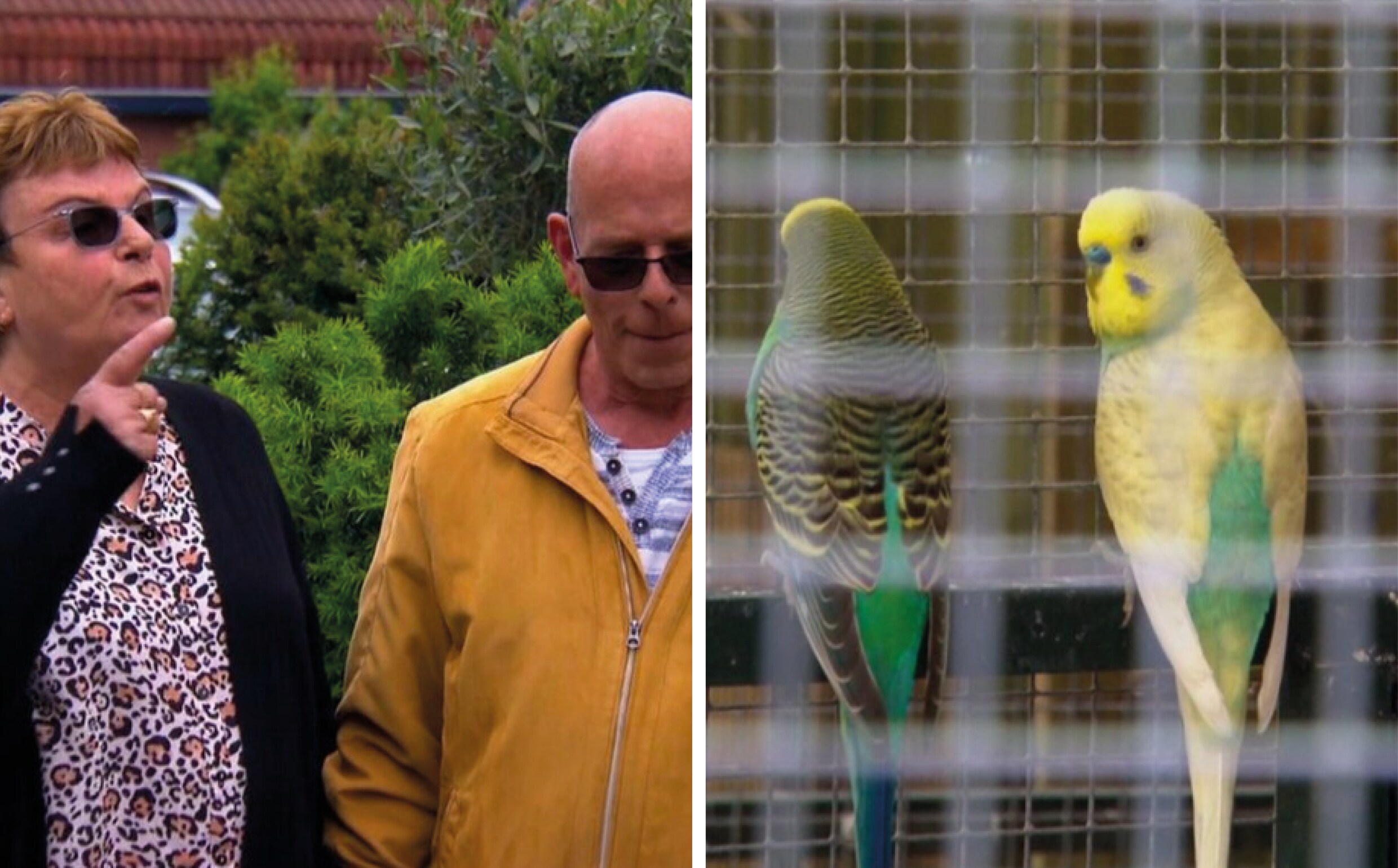 Kijkers worden gek van tjilpende vogels in ‘Mr. Frank Visser doet ...