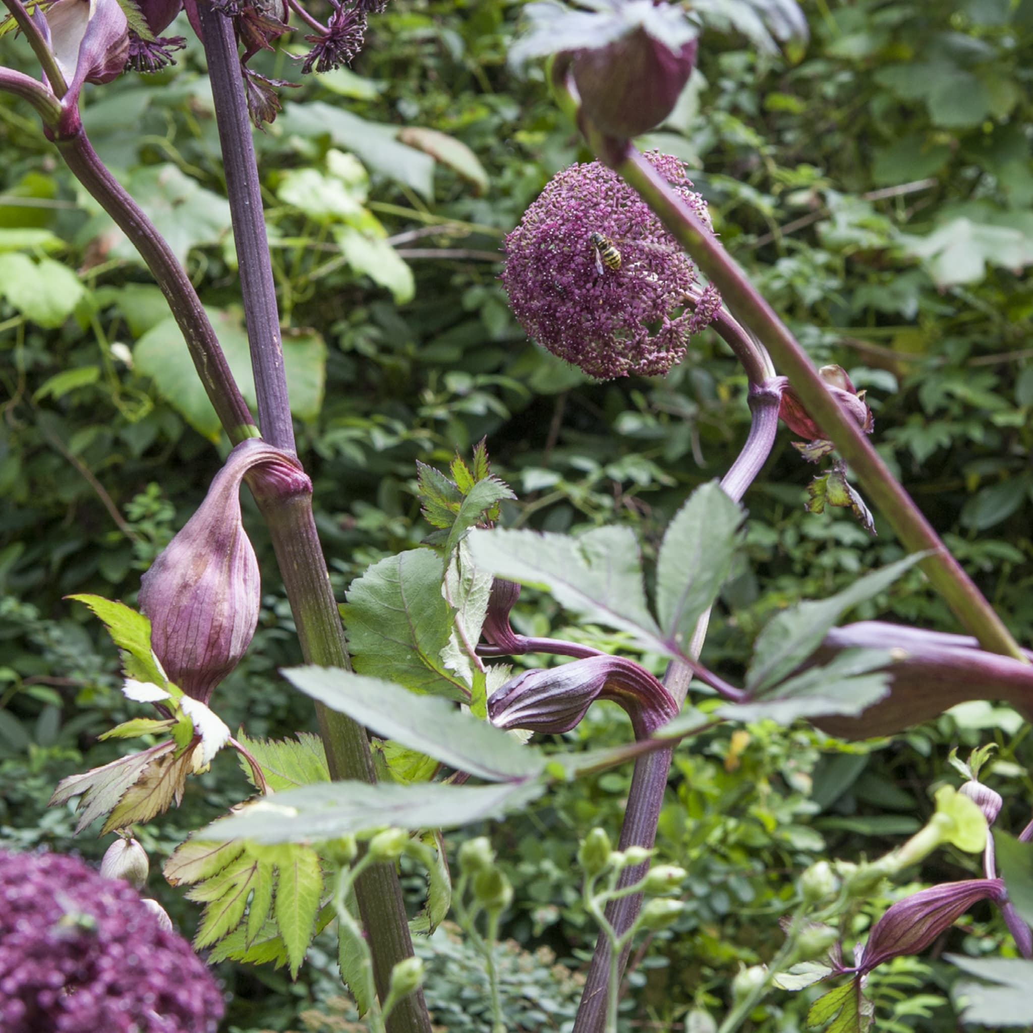 Snoeikalender: dít is het juiste moment om je plant of struik te snoeien
