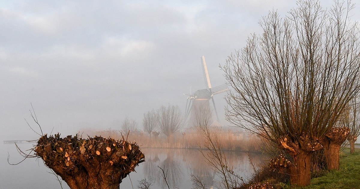 Snoeien maar: zo tem je de knotwilg | Libelle