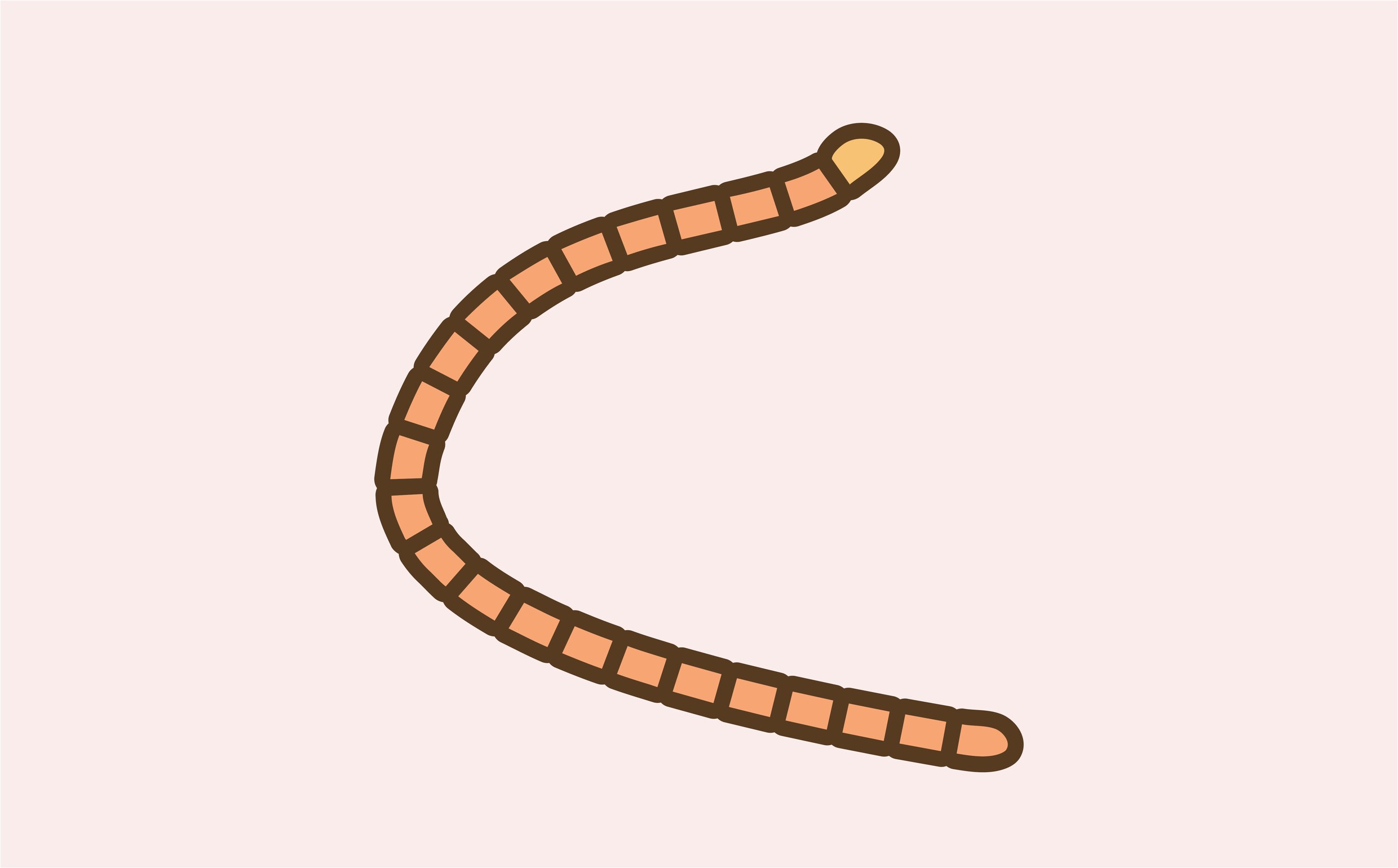 “Altijd honger? Misschien heb je een lintworm”: feiten en fabels over ...