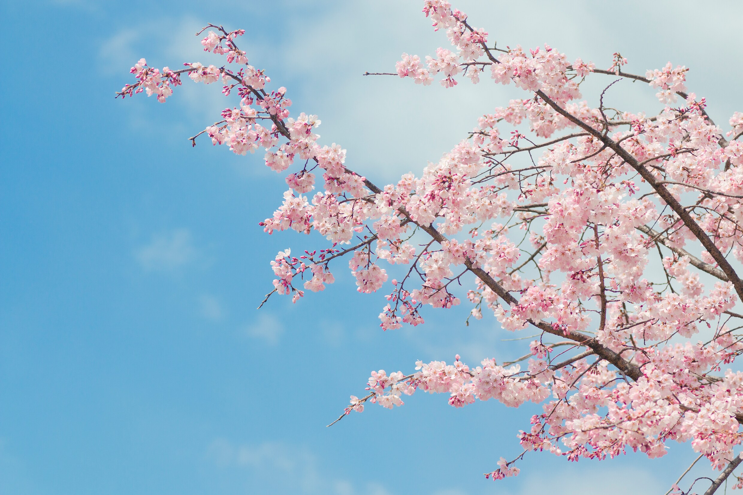 Waarom het geen goed teken is dat bloesems nu al bloeien | Libelle