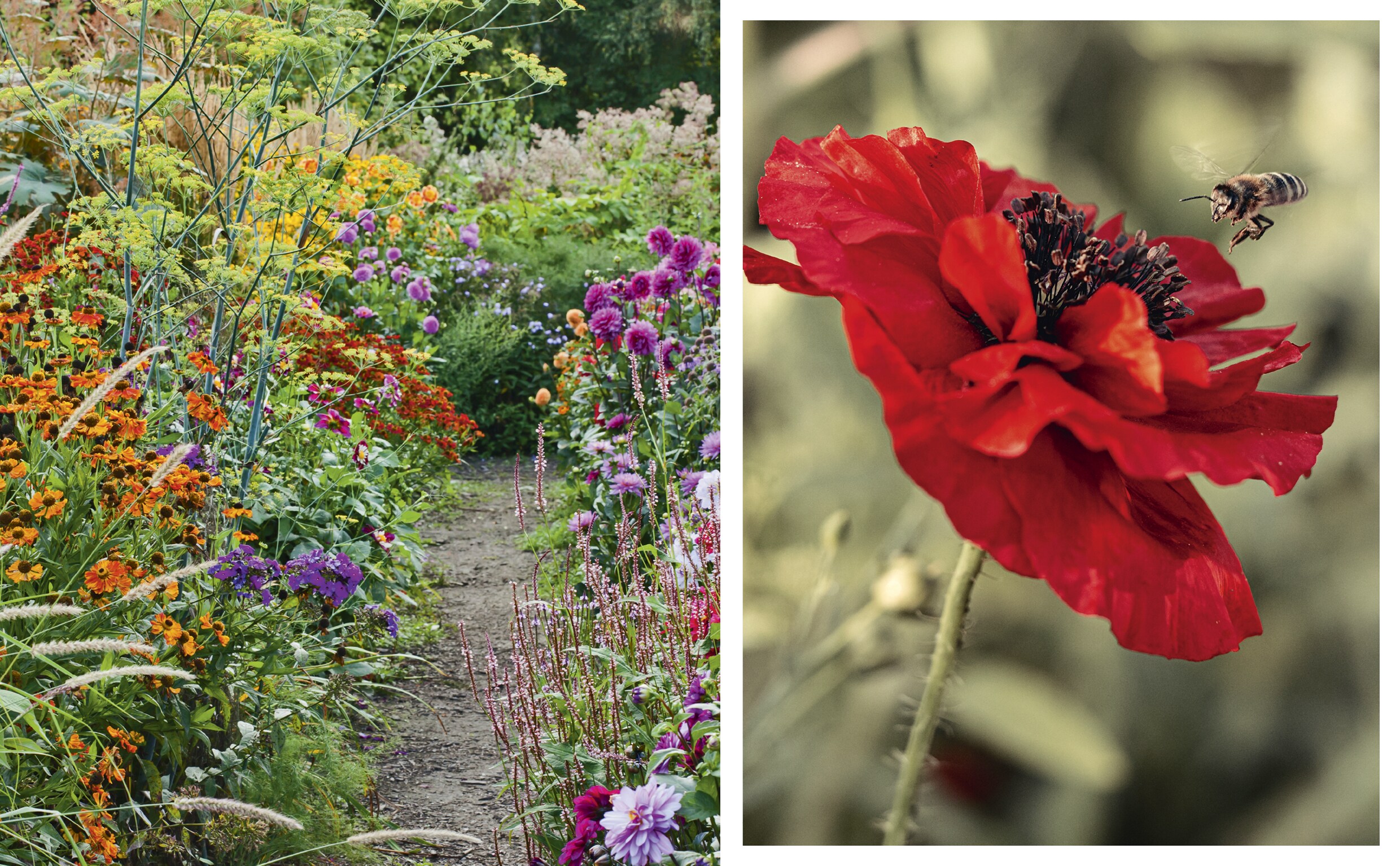 Zó krijg je een bij-vriendelijke tuin | Libelle