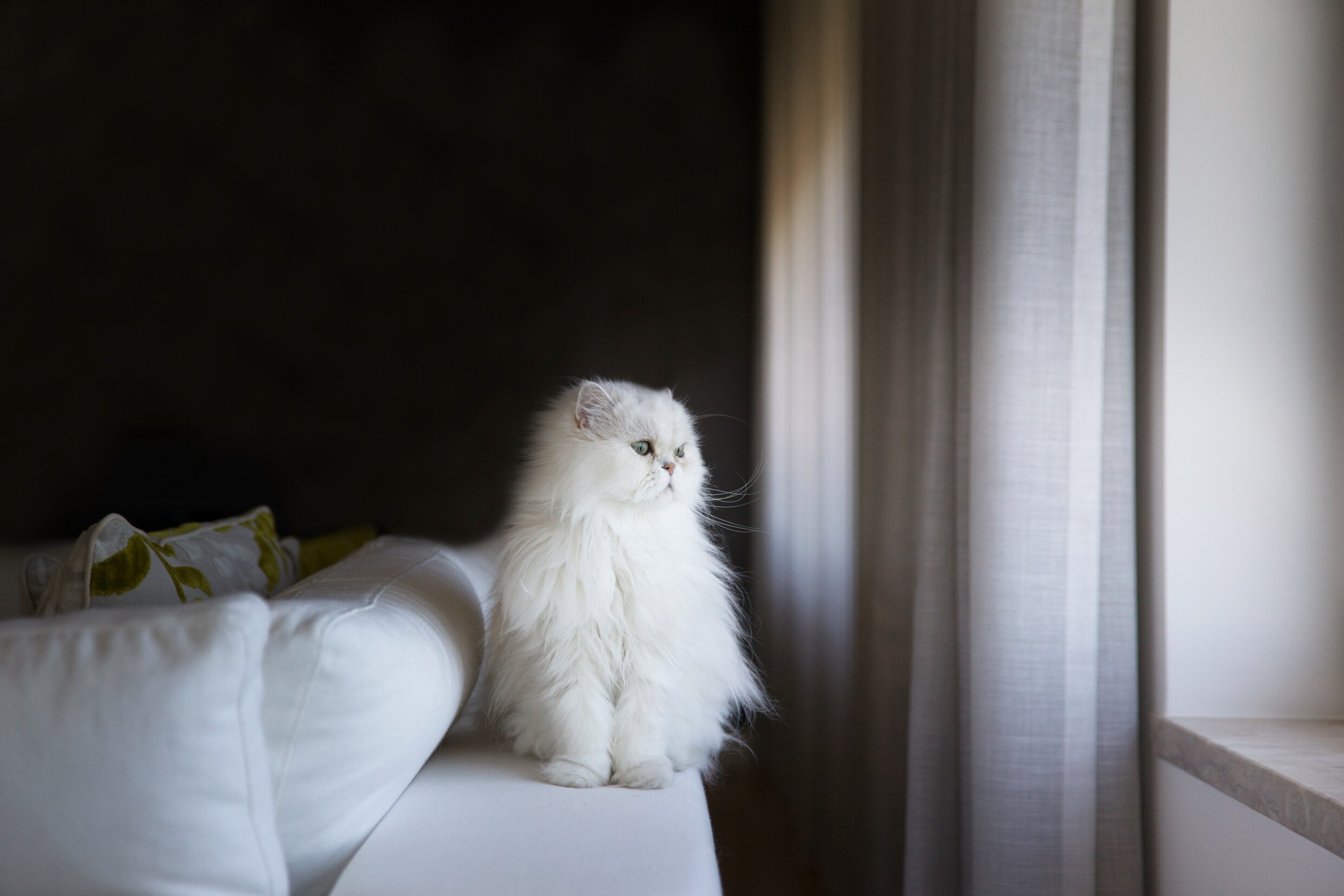 Ineke (52) stal een peperdure raskat | Libelle