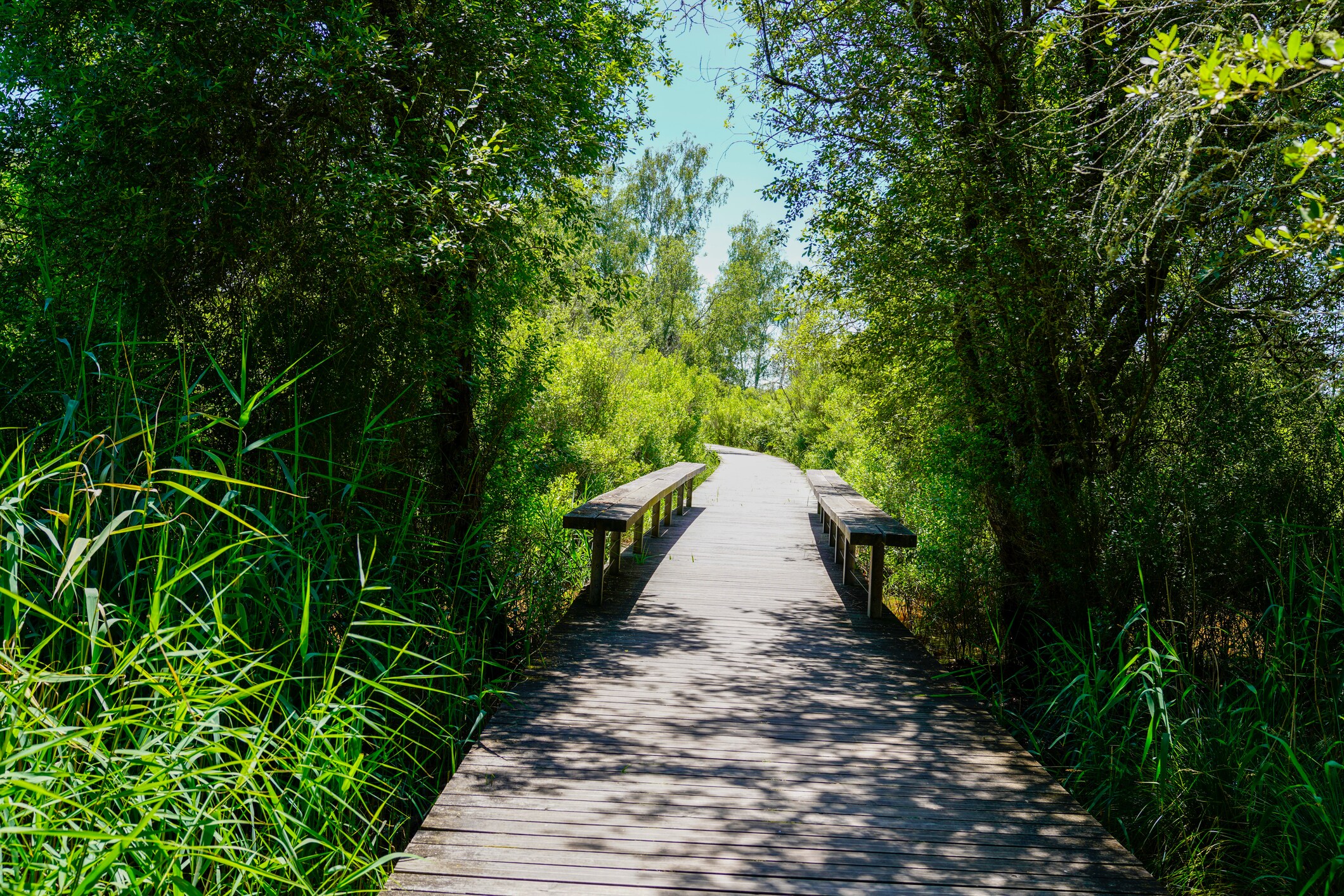 Lekker wandelen en je ogen uitkijken op een vlonderpad | Libelle