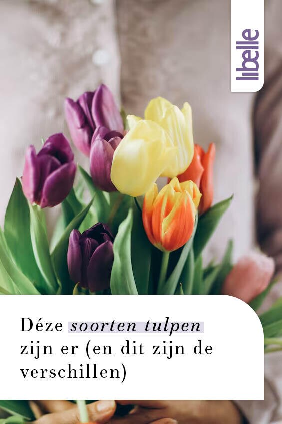 Deze soorten tulpen zijn er (en dit zijn de verschillen)