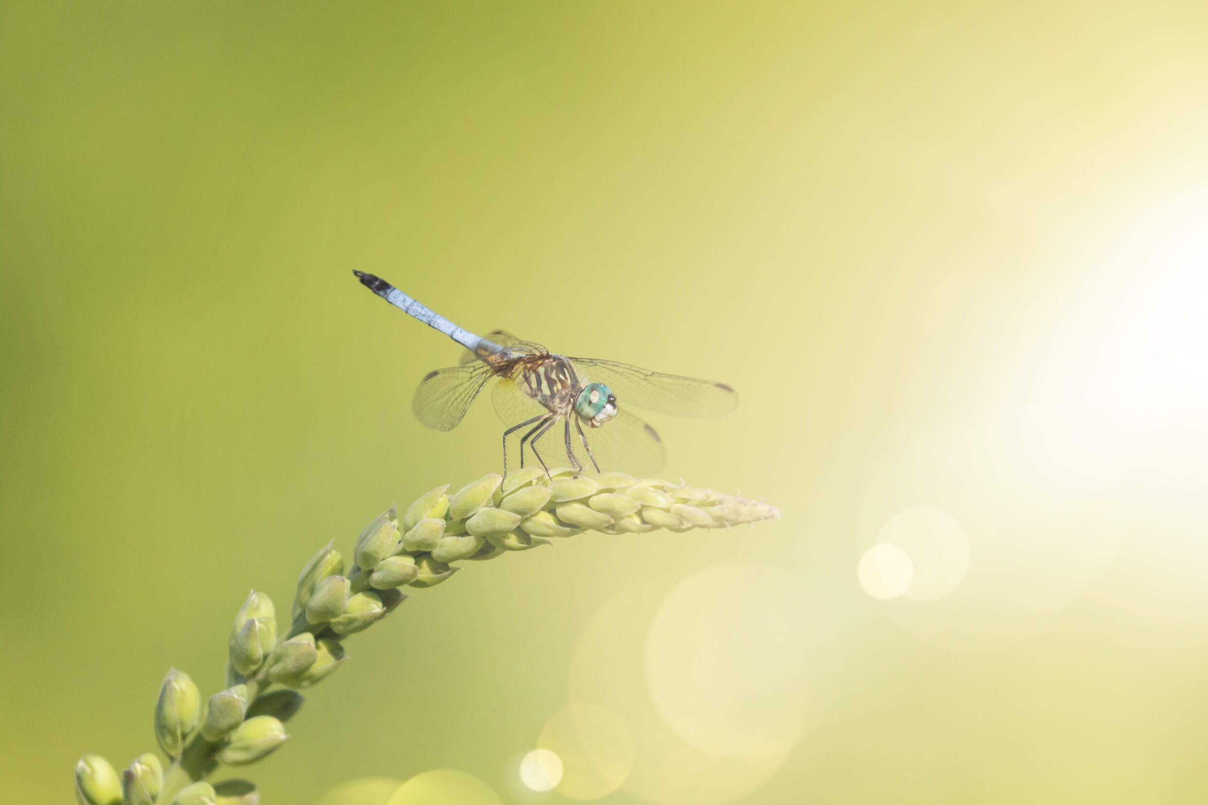 De mooiste brief: “Elke libelle die ik zie, is mijn dochter” | Libelle