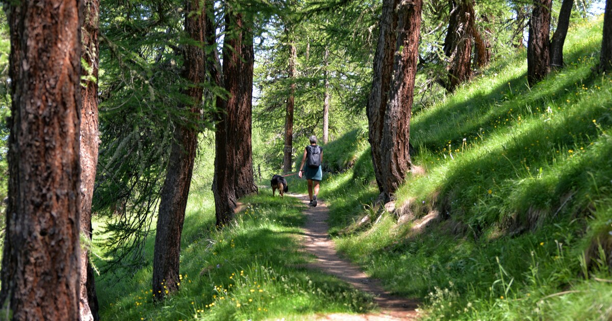 Frisse lucht en lekker lopen: Nederlanders wandelen meer dan ooit | Libelle