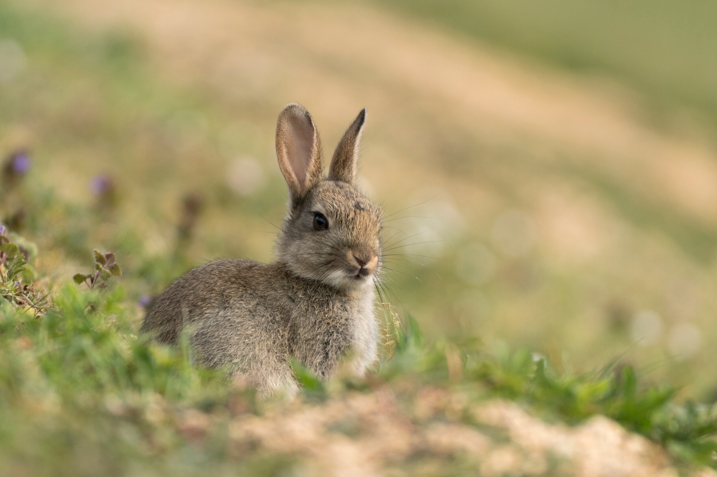 Zó lang kun je je konijn alleen thuis laten | Libelle