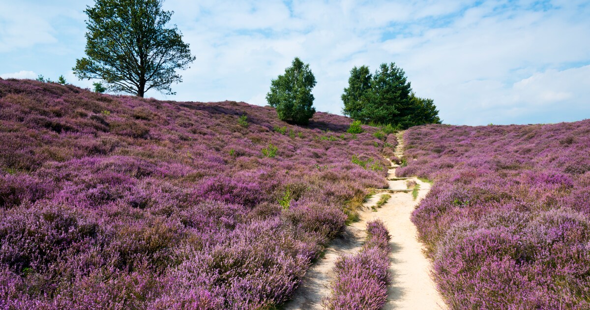 De heide staat vroeg in bloei: nu al paarse bloemen te zien | Libelle