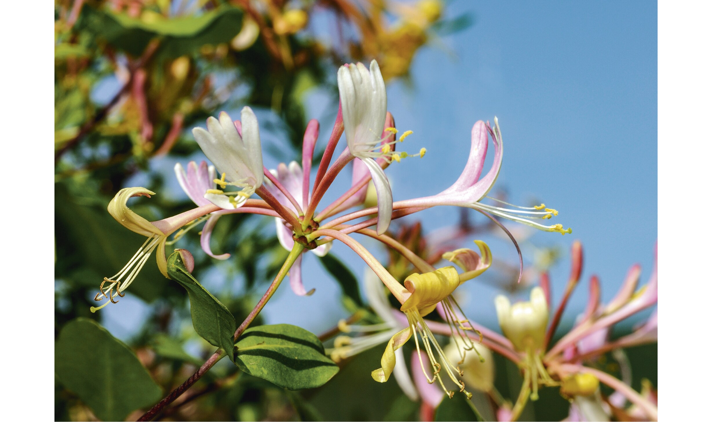 Tips voor de tuin & het balkon én de leukste groene uitjes | Libelle