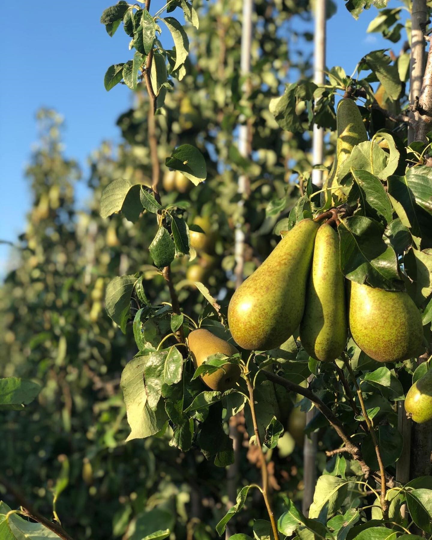 Leuk en lekker uitje: hier kun je zelf je appels en peren plukken | Libelle