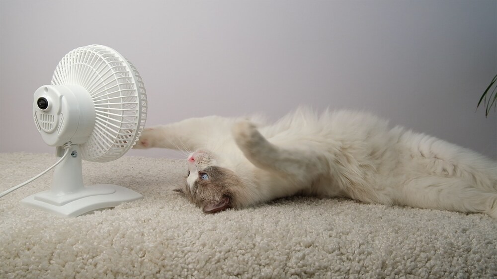 Loop je te puffen? Geen wonder, er is opnieuw een weerrecord gesneuveld ...