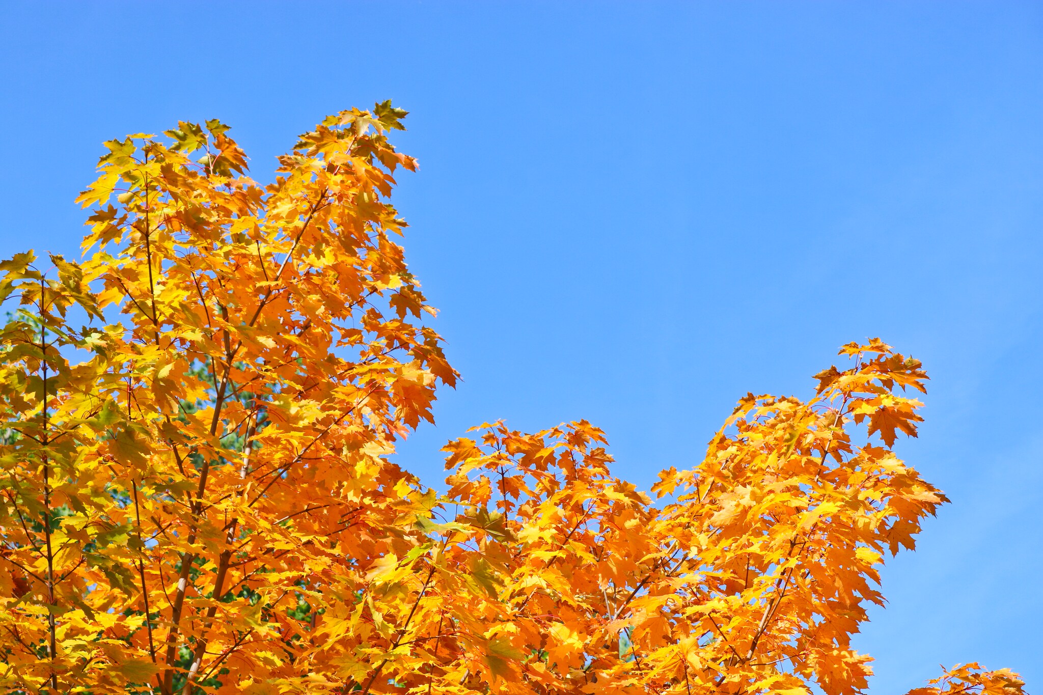 De meteorologische herfst is begonnen, maar daar merk je dit weekend ...