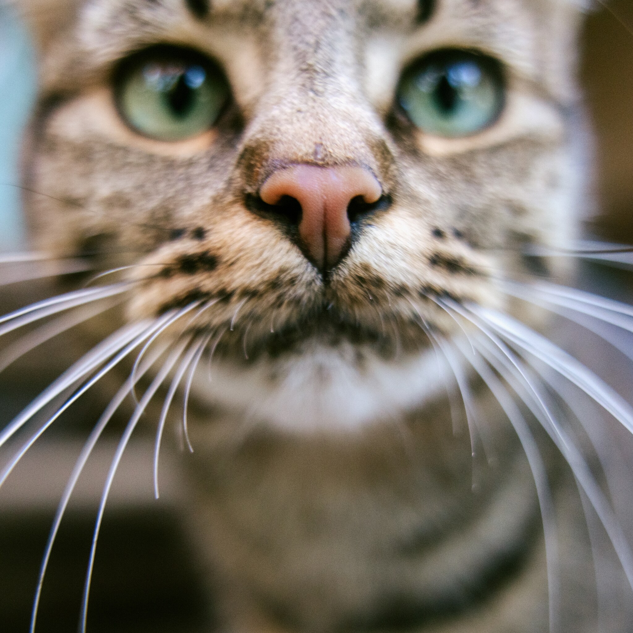 Kattencafés worden steeds populairder en dít is de reden
