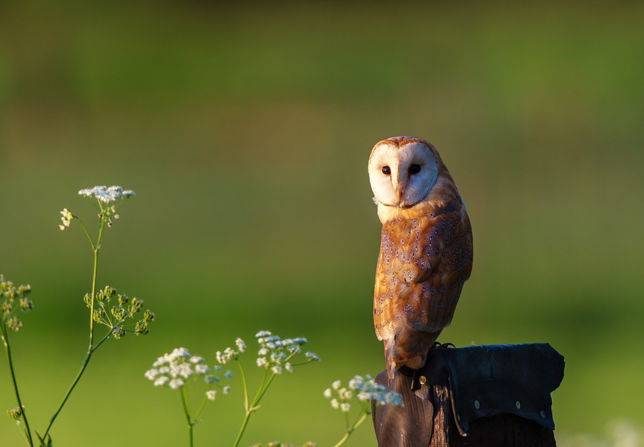 Beleef de lente 2025: de webcams bij de vogelnesten gaan weer aan!