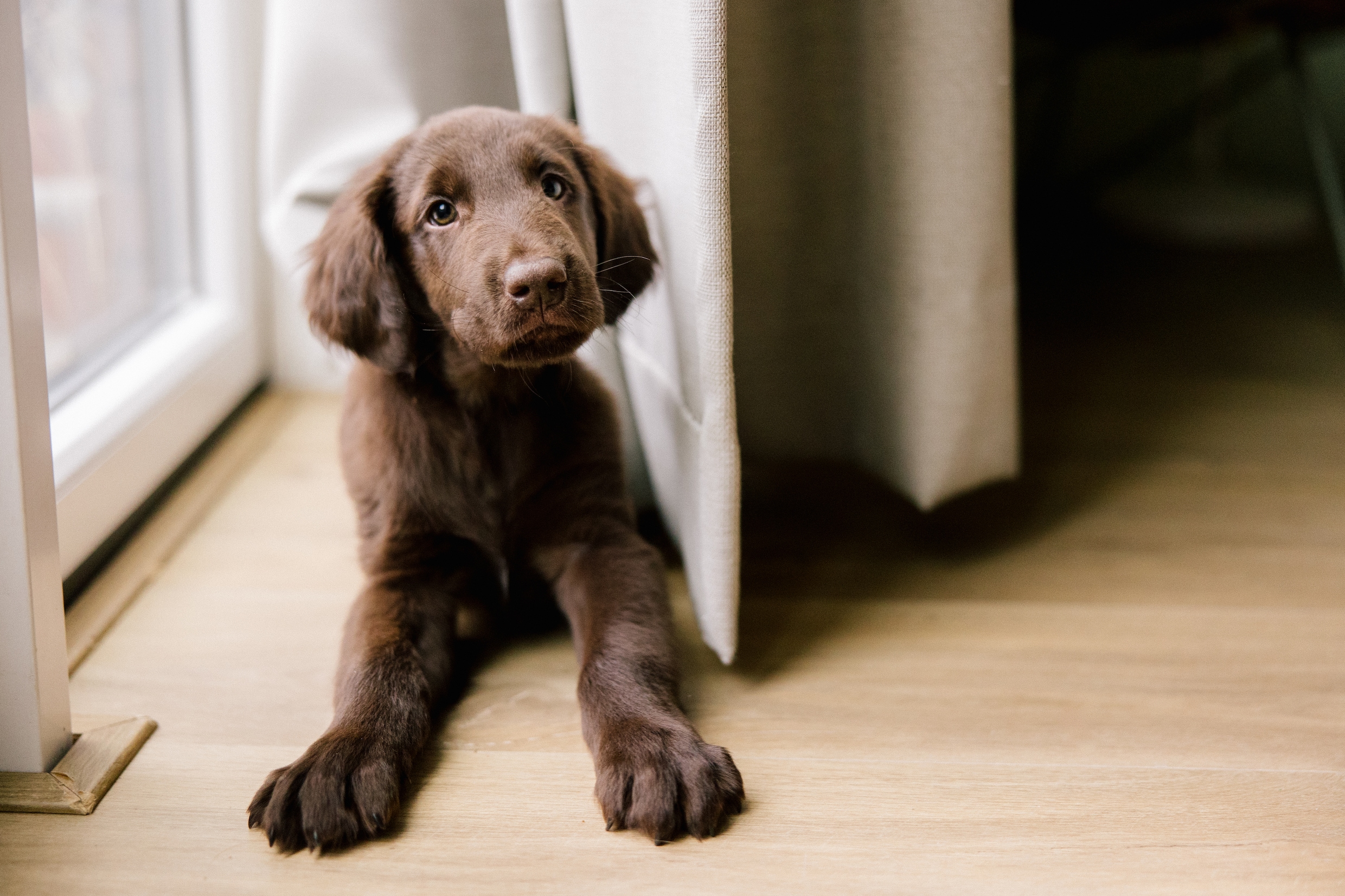Waarom (bijna) alle honden bruine ogen hebben | Libelle